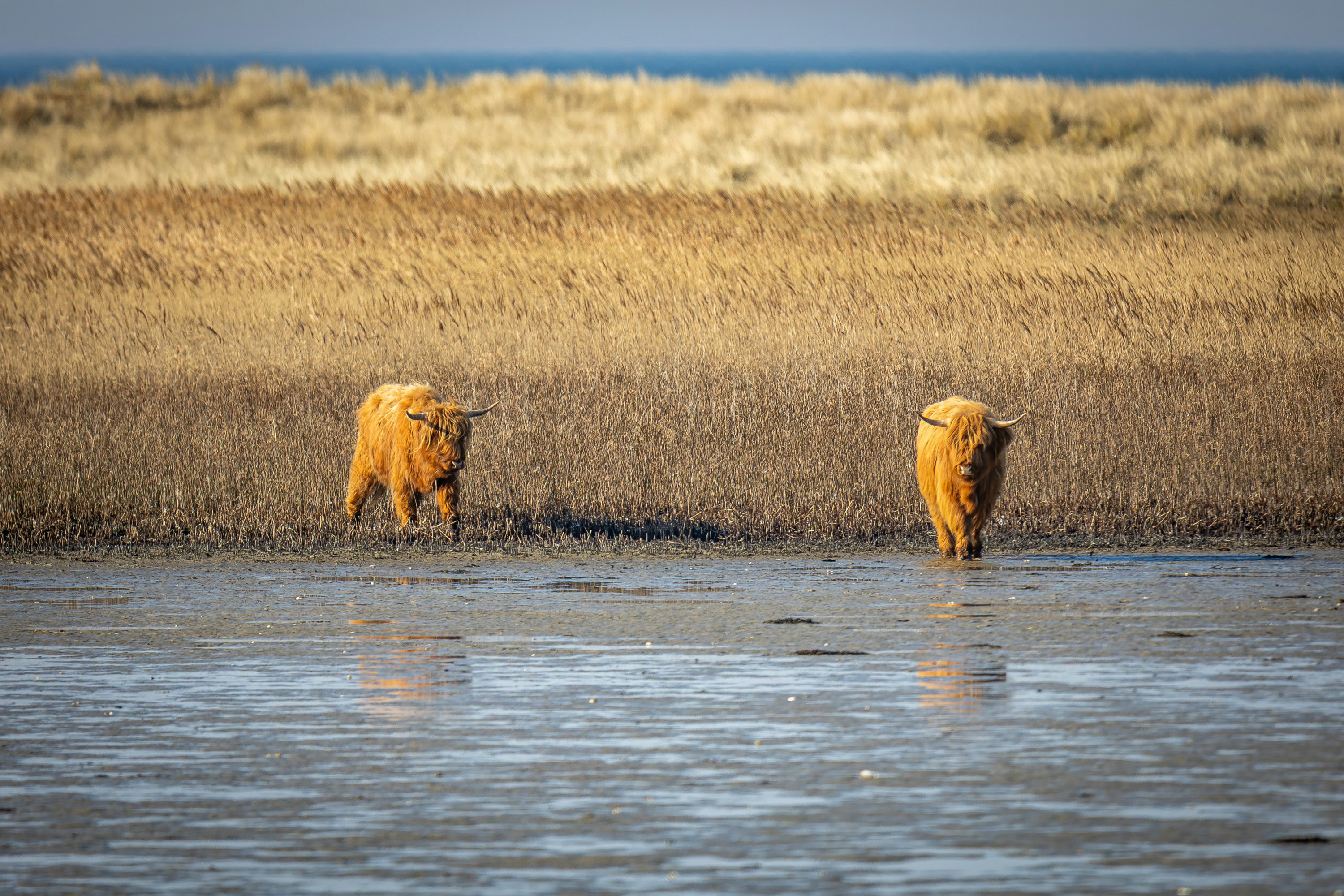 Two coastal bison stride along a tidal edge at dawn