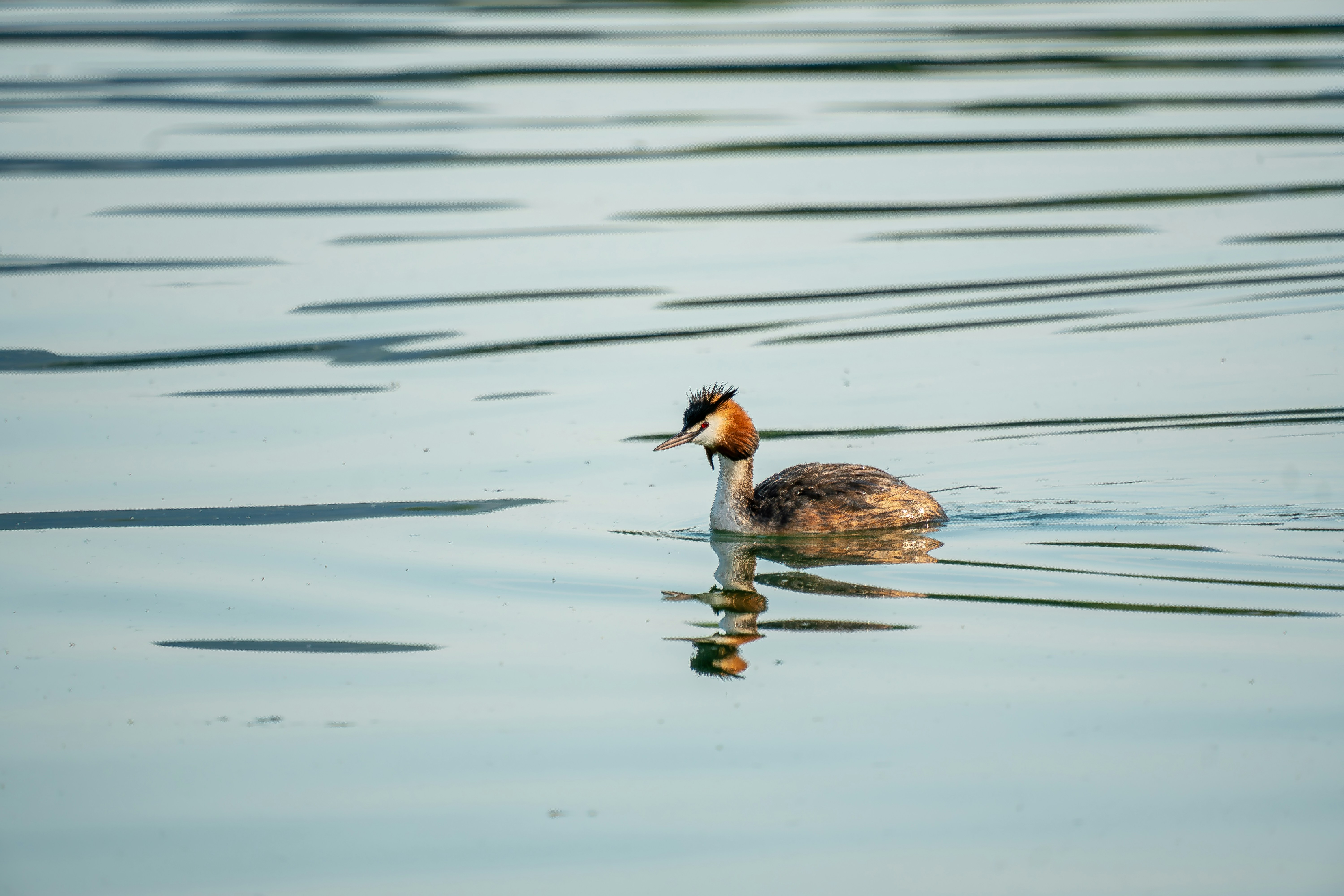 Single Grebe Across Quiet Water at Dusk