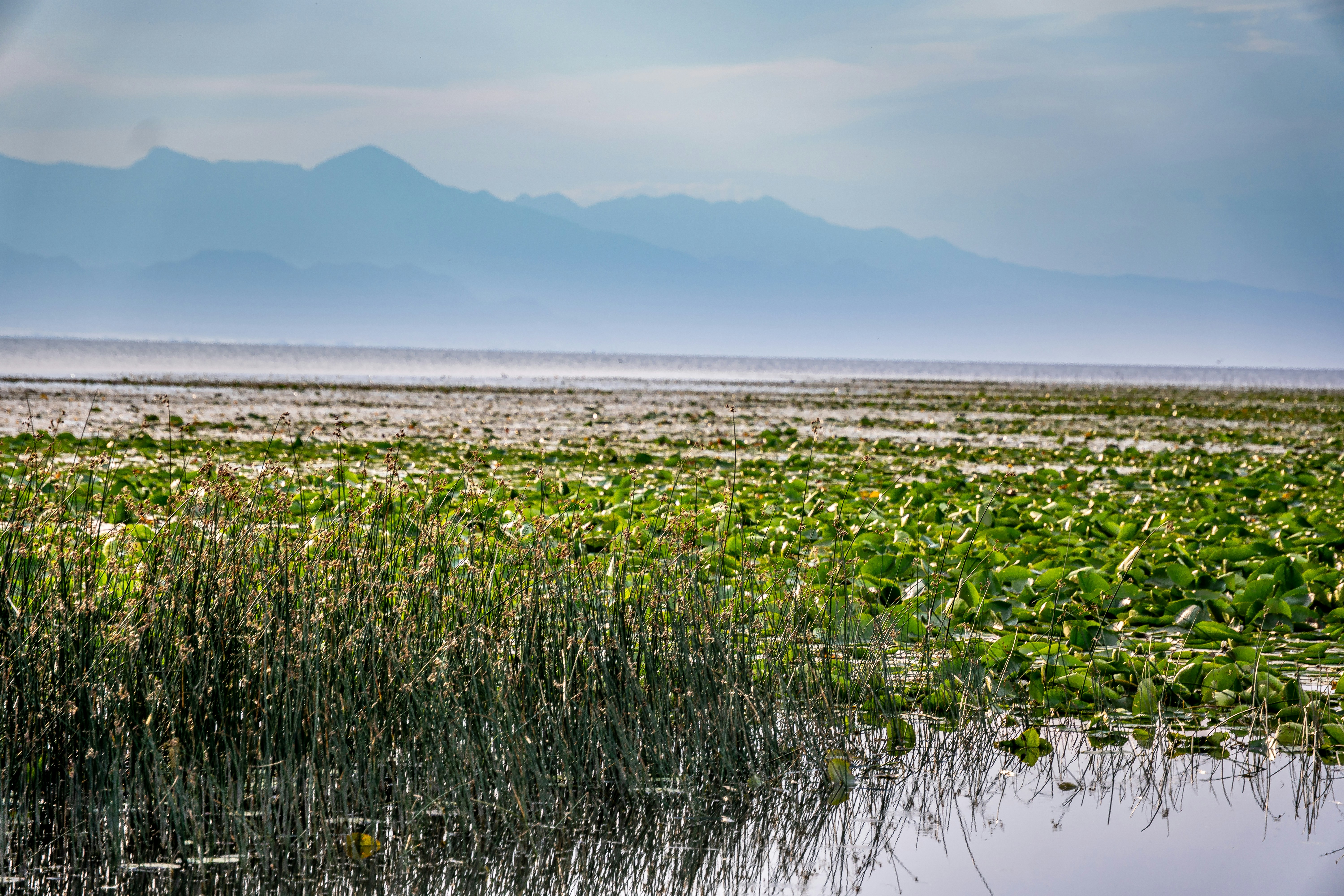 Mist over a Salt Marsh: Quiet Waters Meeting Mountain Backdrop