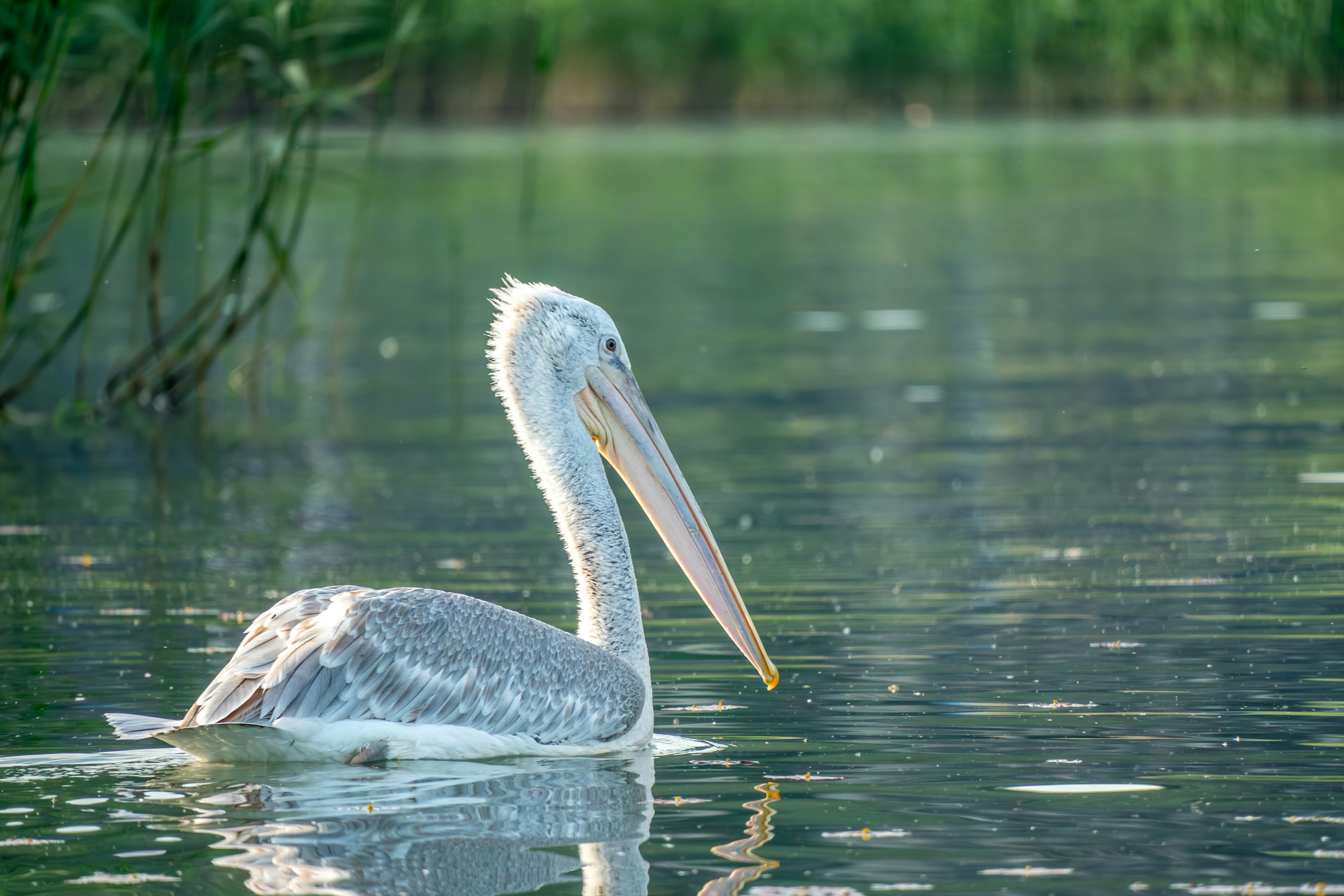 Silent Hunter: Pelican in Glassy Light