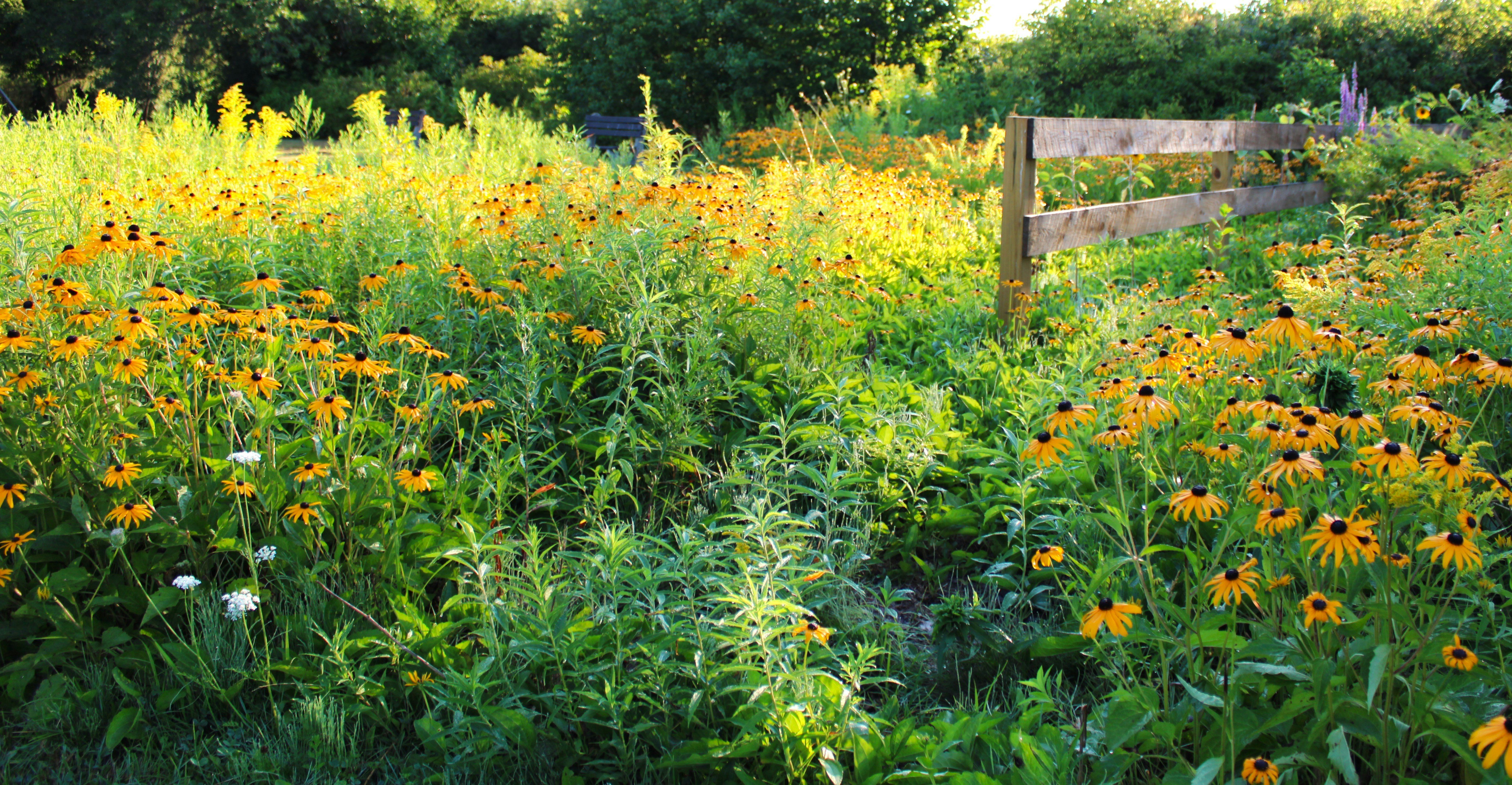 Sunlit Field of Yellow Black-Eyed Susans Behind a Rustic Gate