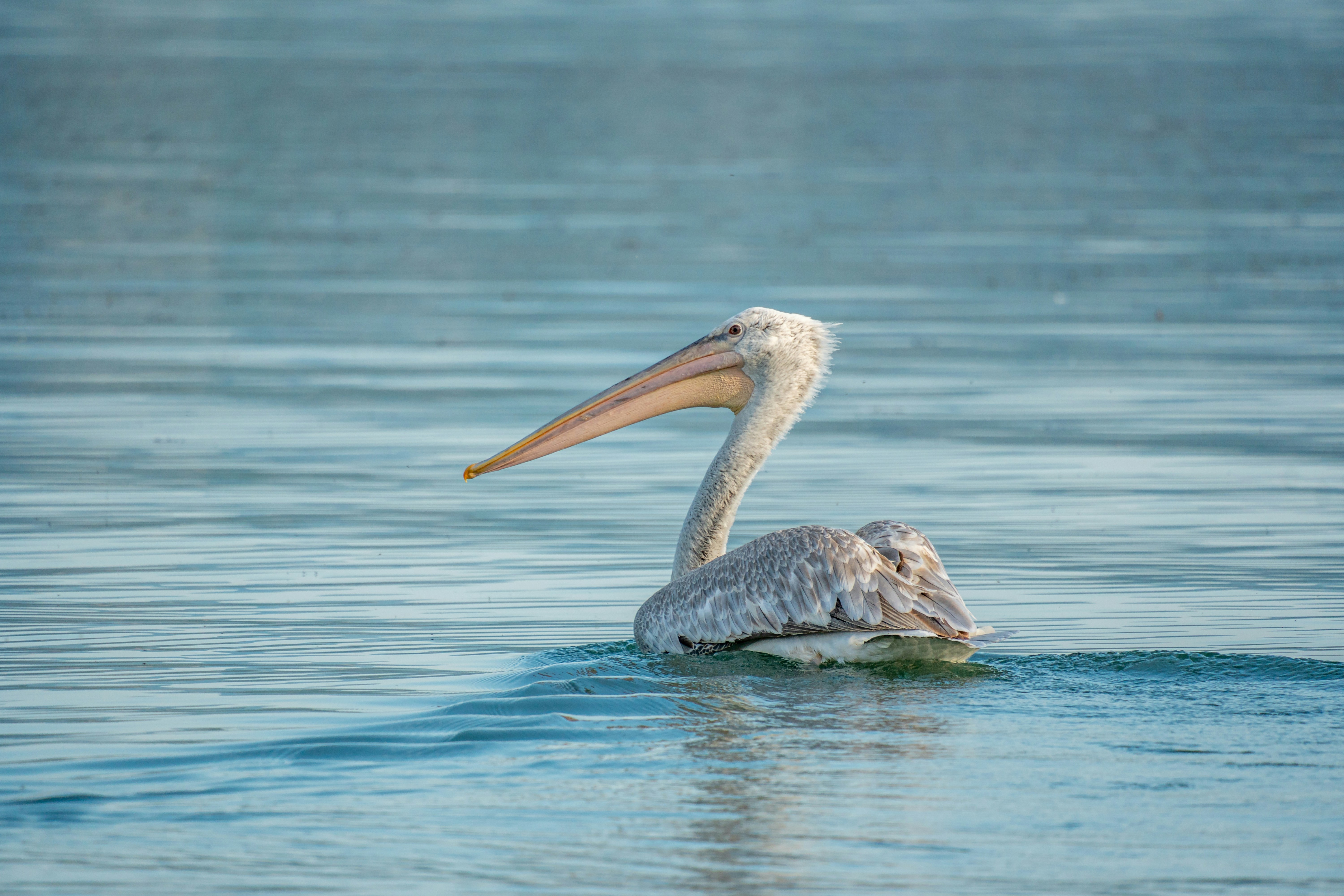 Long-Billed Wanderer Drifting Through Quiet Waters