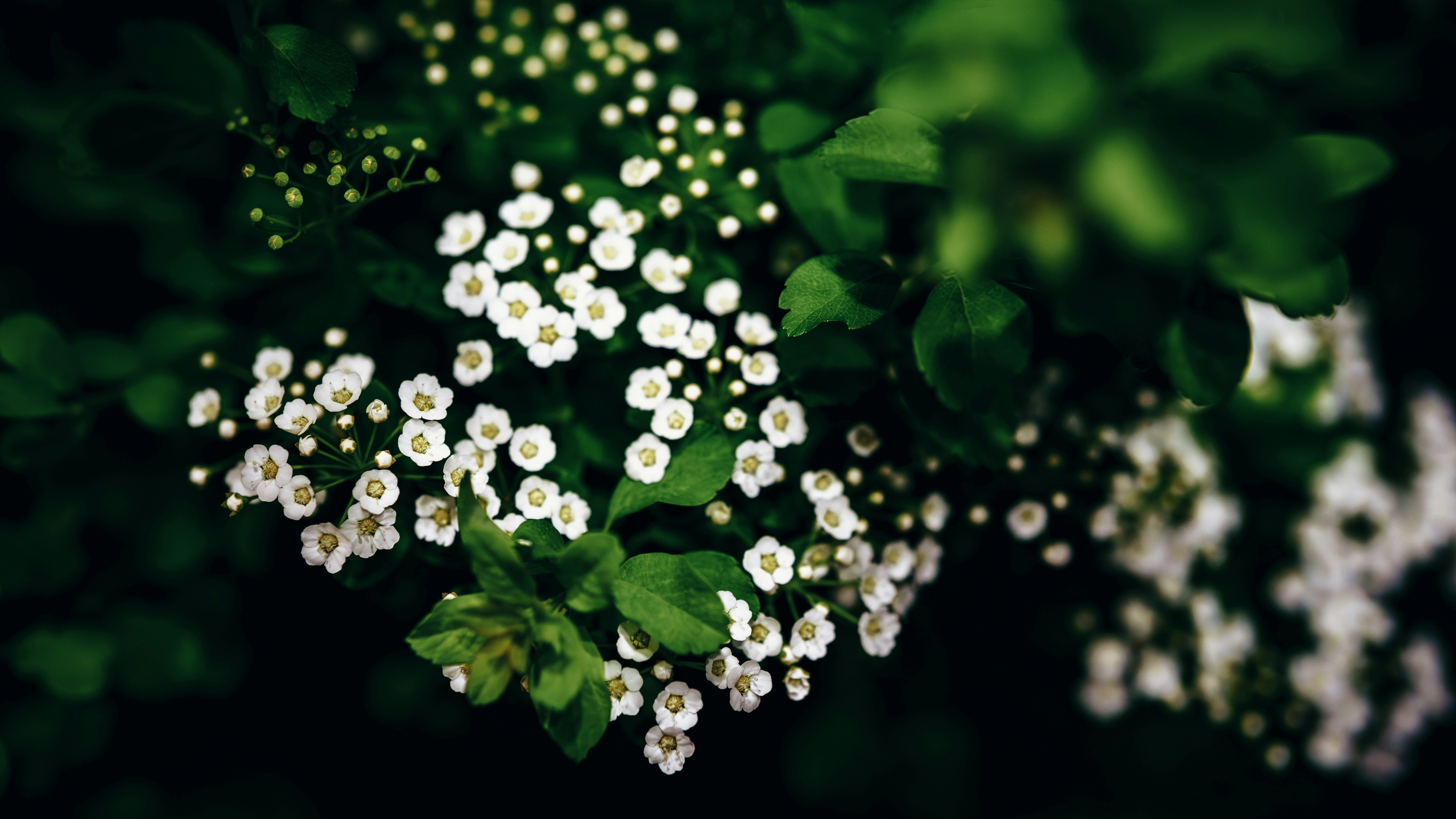 White blossoms in a shadowed hedge