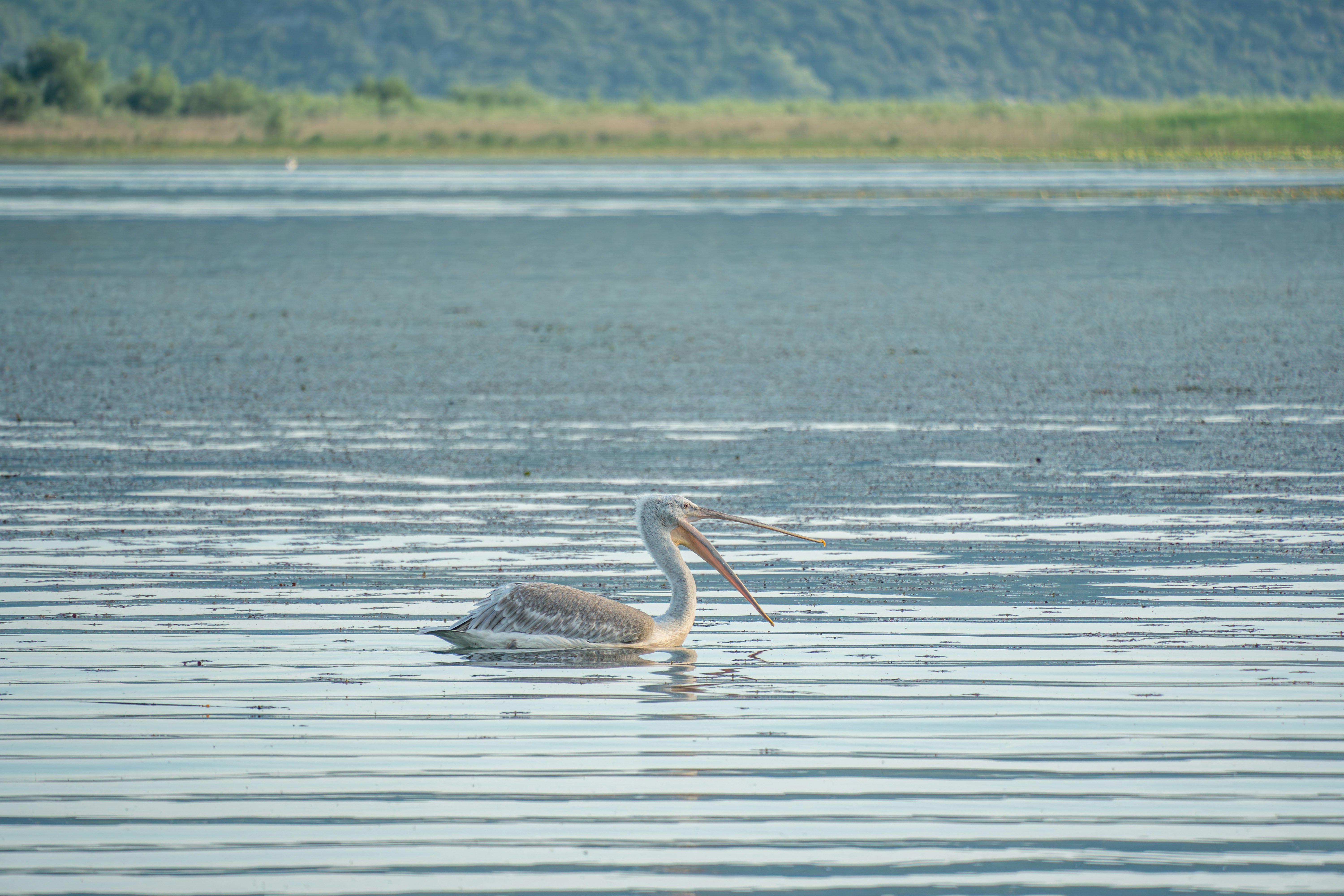 Serene Pelican Gliding Across Glassy Lake Edge