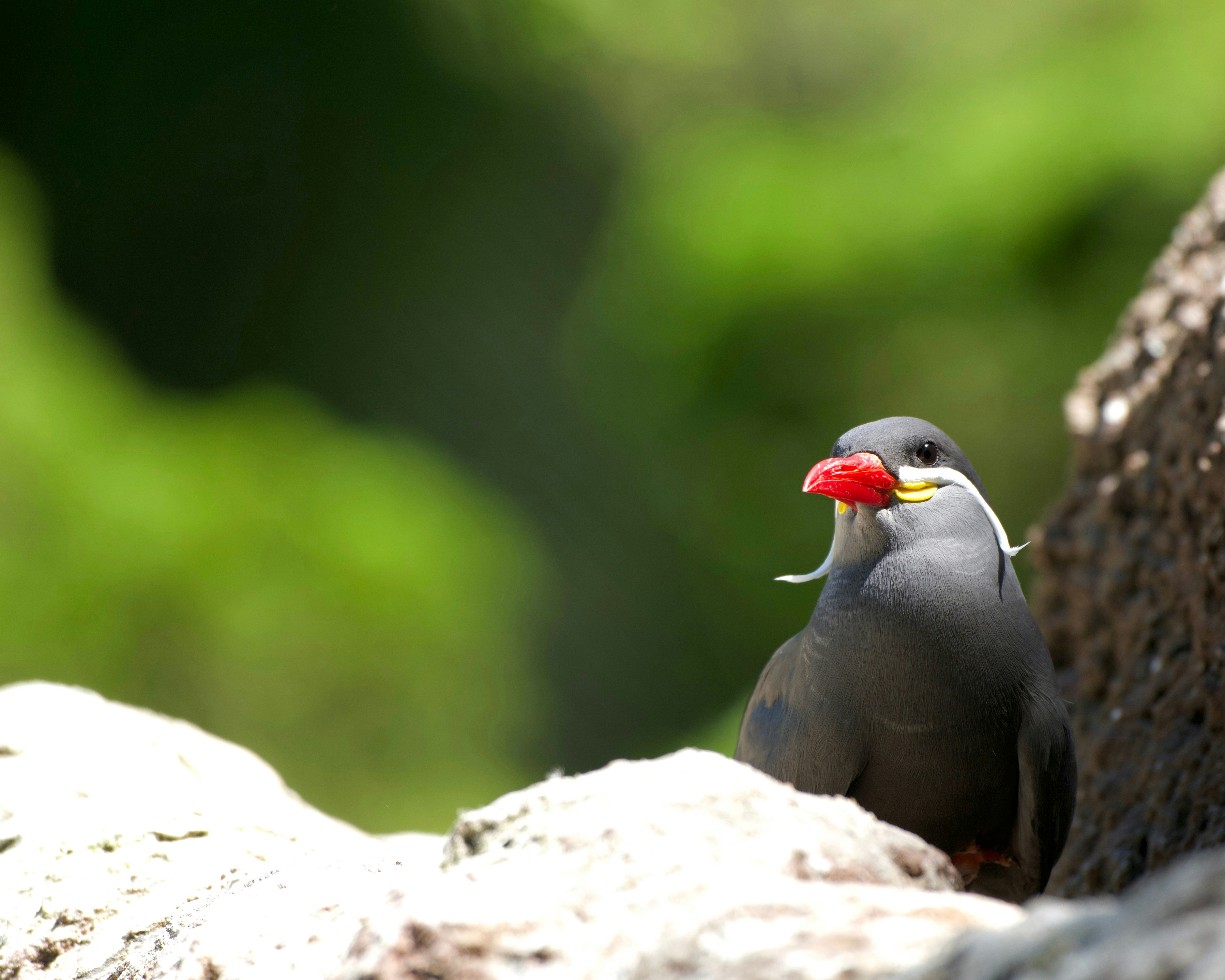 Red-beaked Moorhen Sentinel: A Quiet Portrait on Sunlit Rocks
