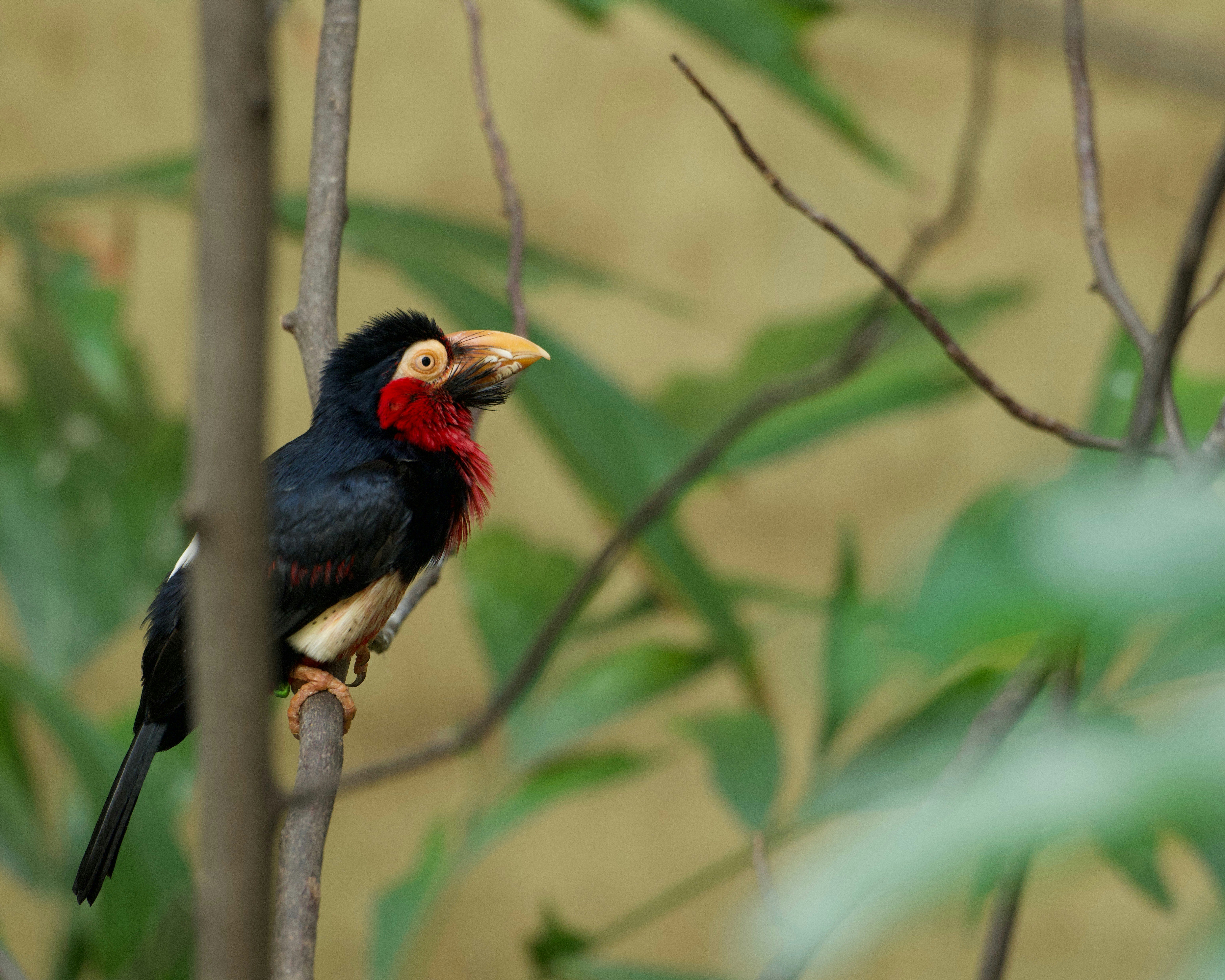 Red-crested Black Bird on a Quiet Branch