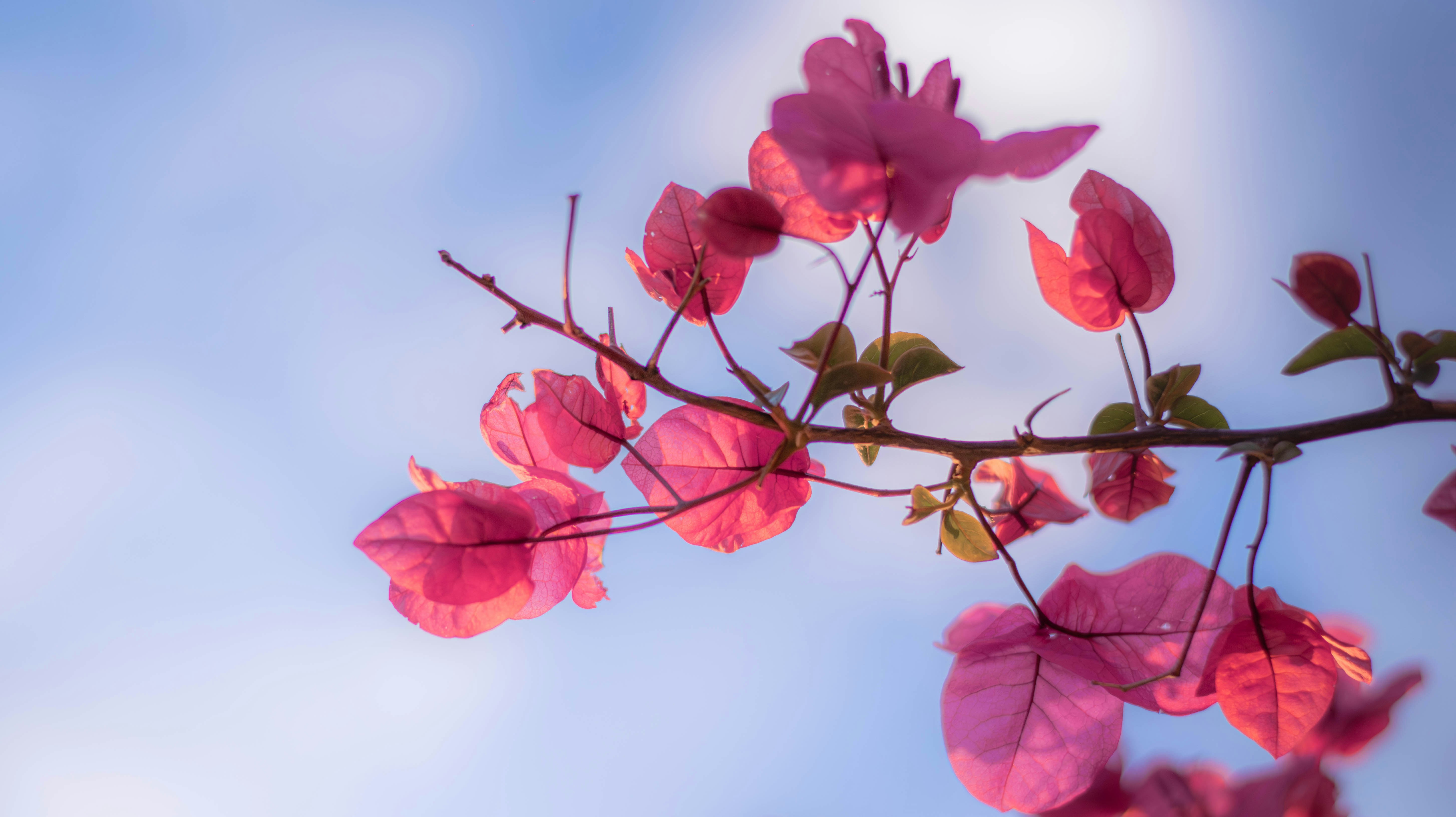 Pink Bougainvillea against a Cerulean Sky