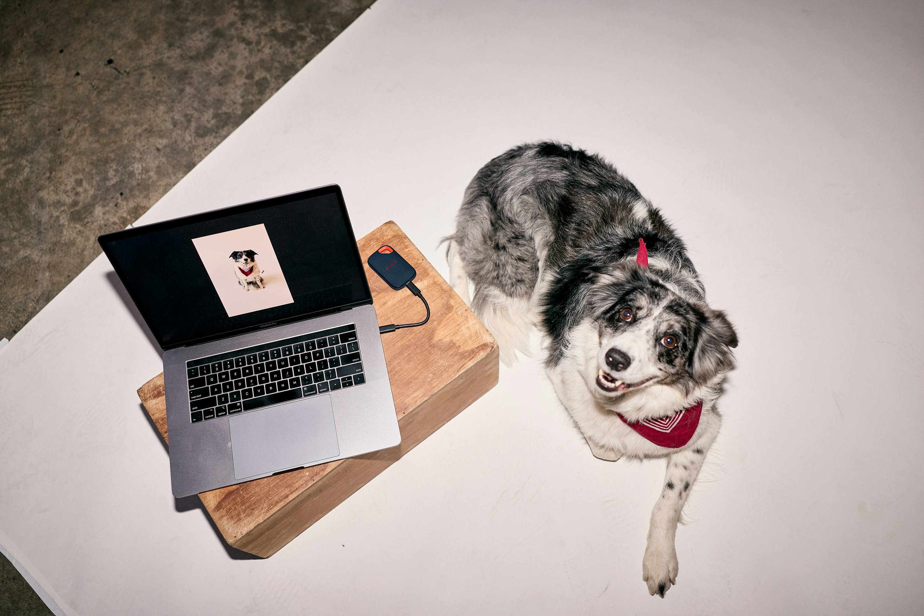 Loyal Companion by the Laptop: A Dog Curious by the Gear