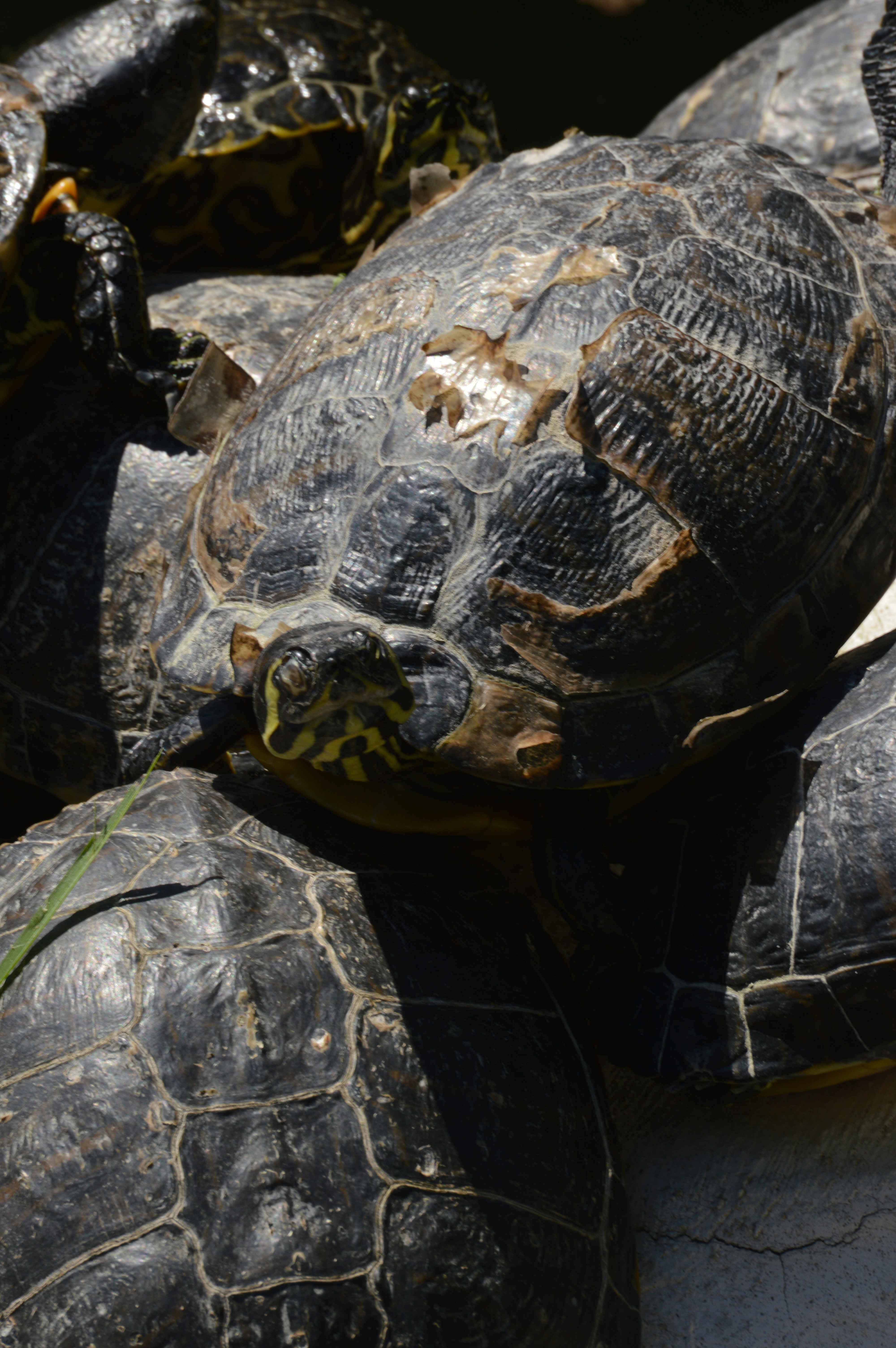 Coiled Shelter: A Close-Up of Turtles Resting Amid the Sunlit Stones