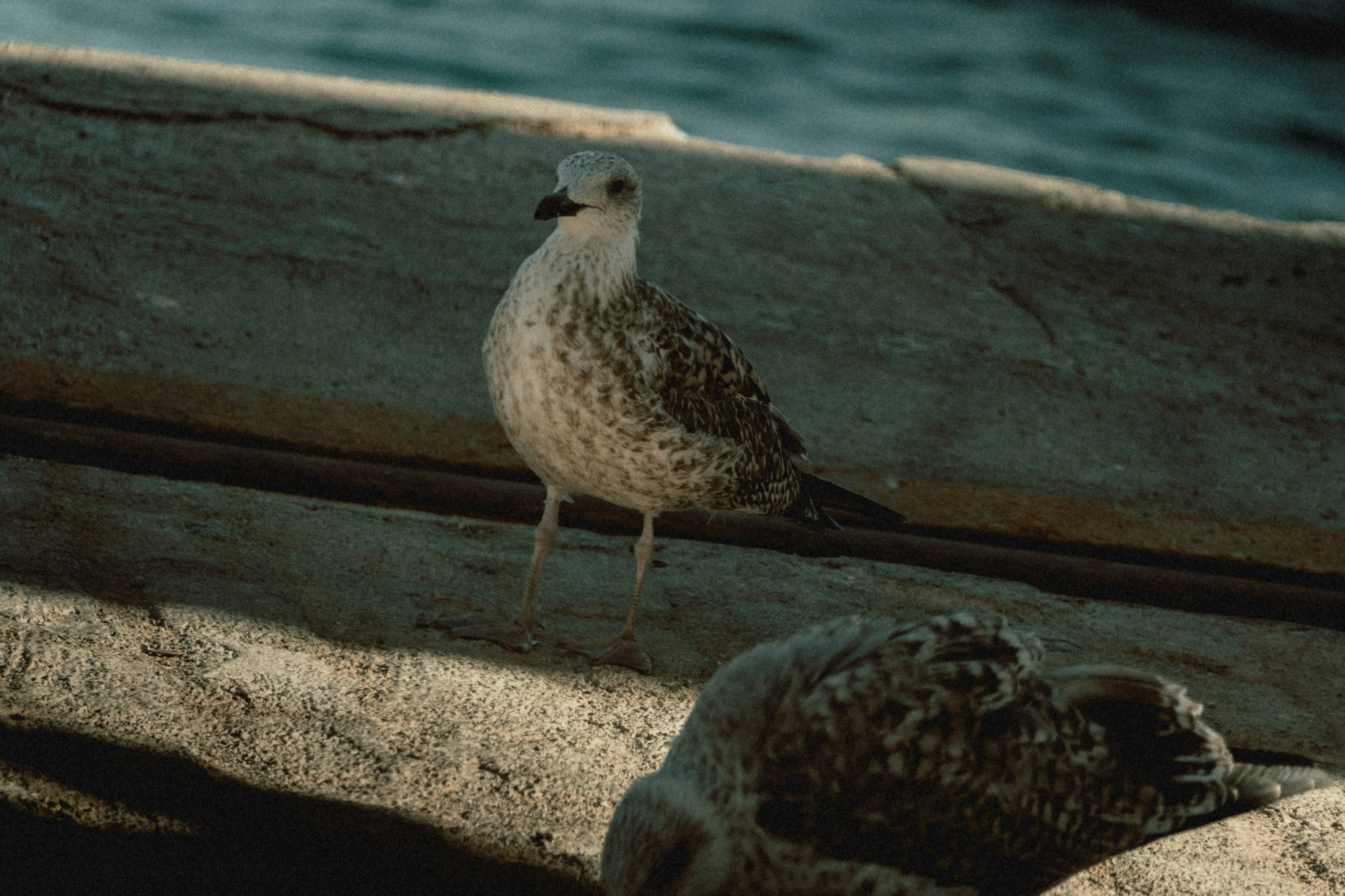 Seabird Sentinel by the Dappled Shore