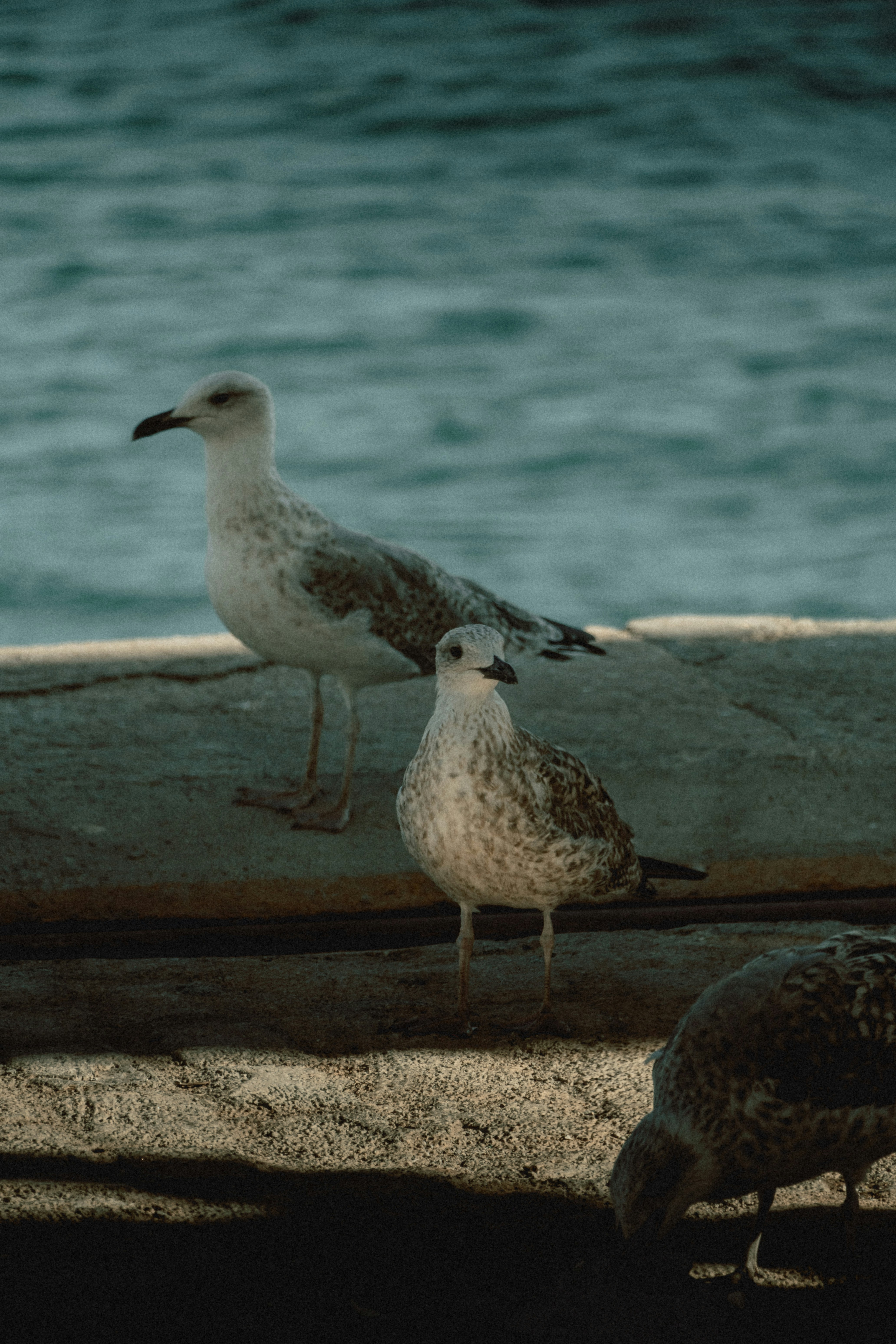 Here Be Seabirds: Two Gulls Along a Dockside Edge