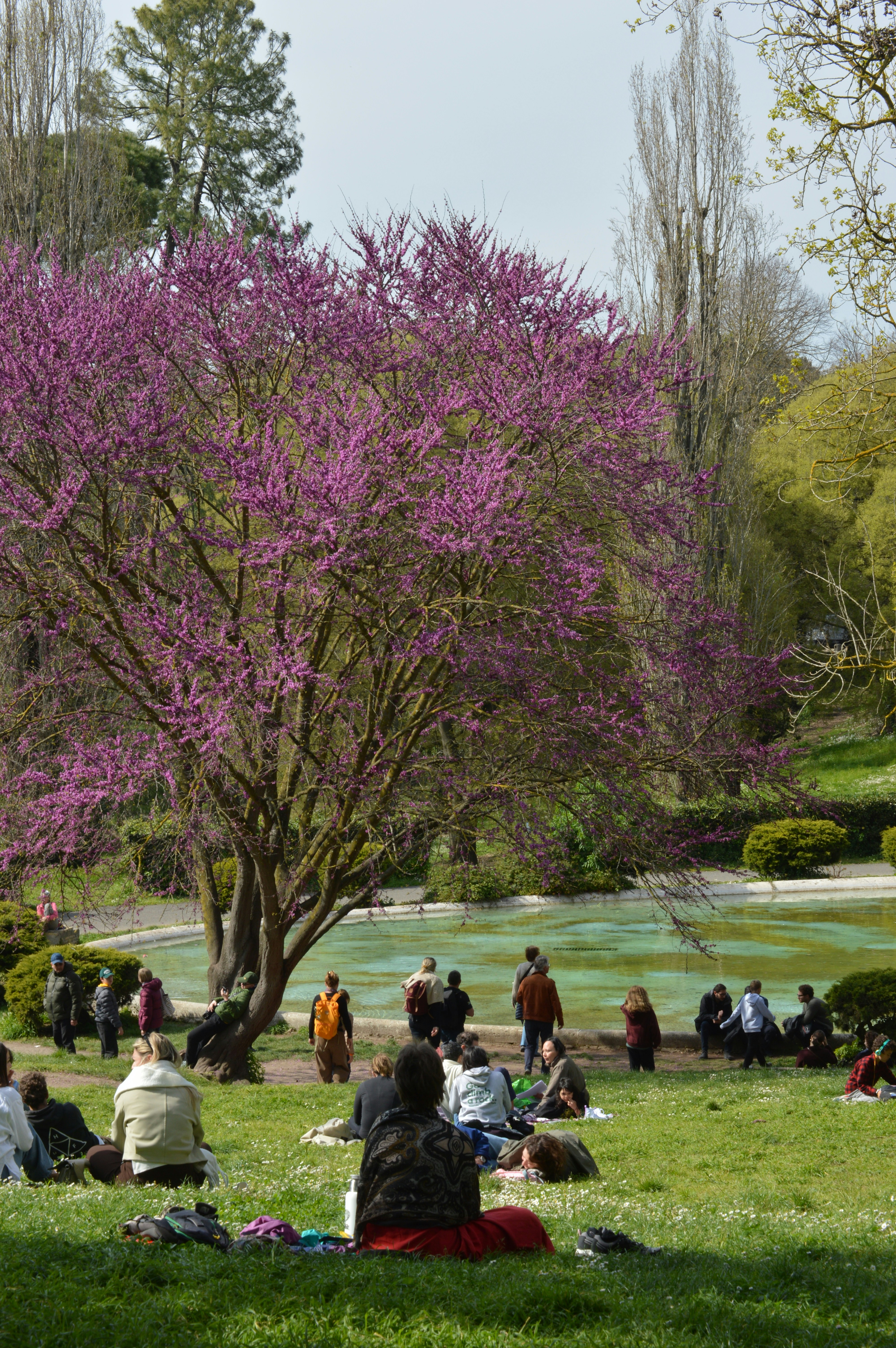 Crimson Blossom Canopy Over a Lively Park