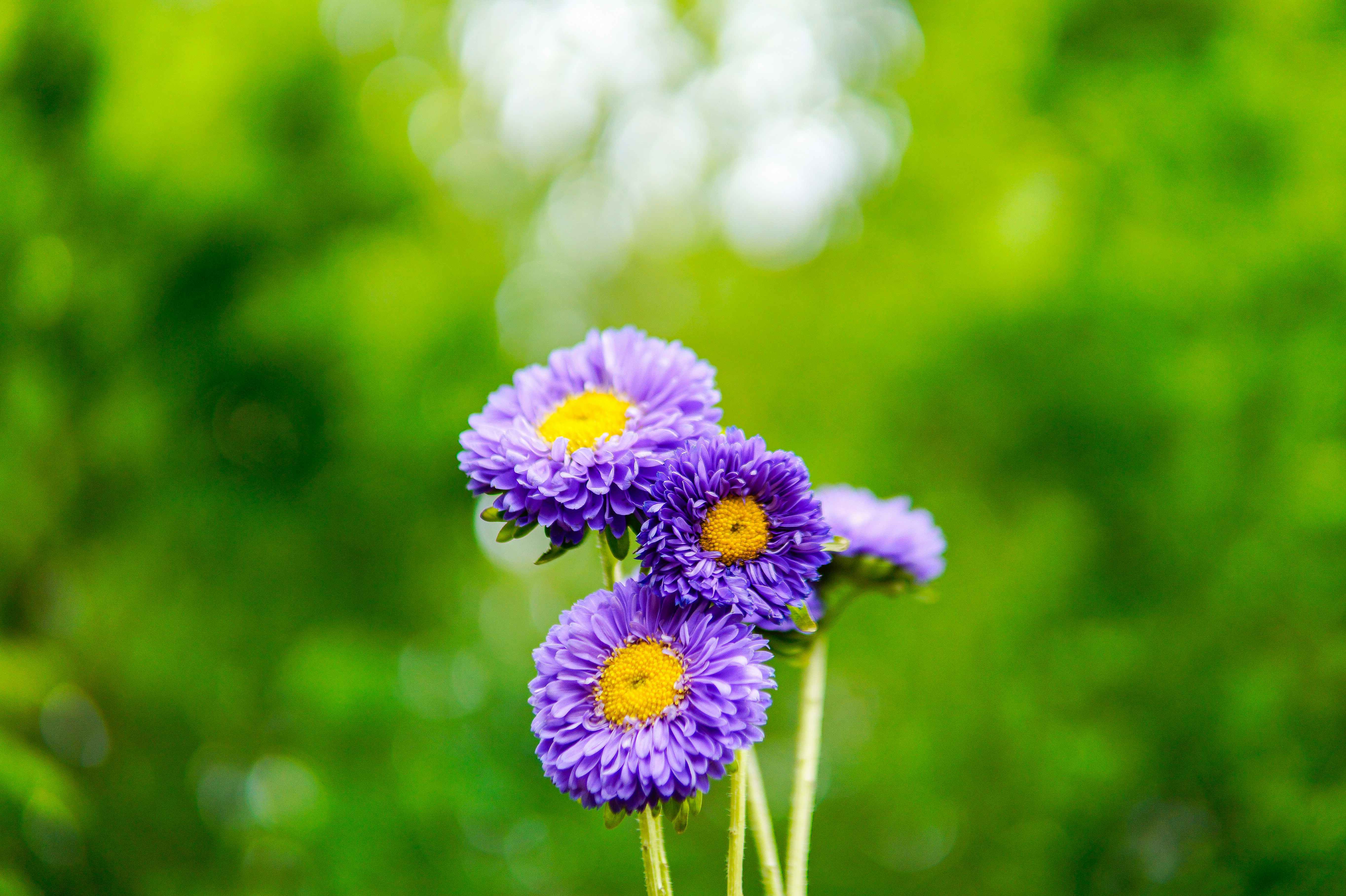 Purple daisies in focus against a sunlit green blur