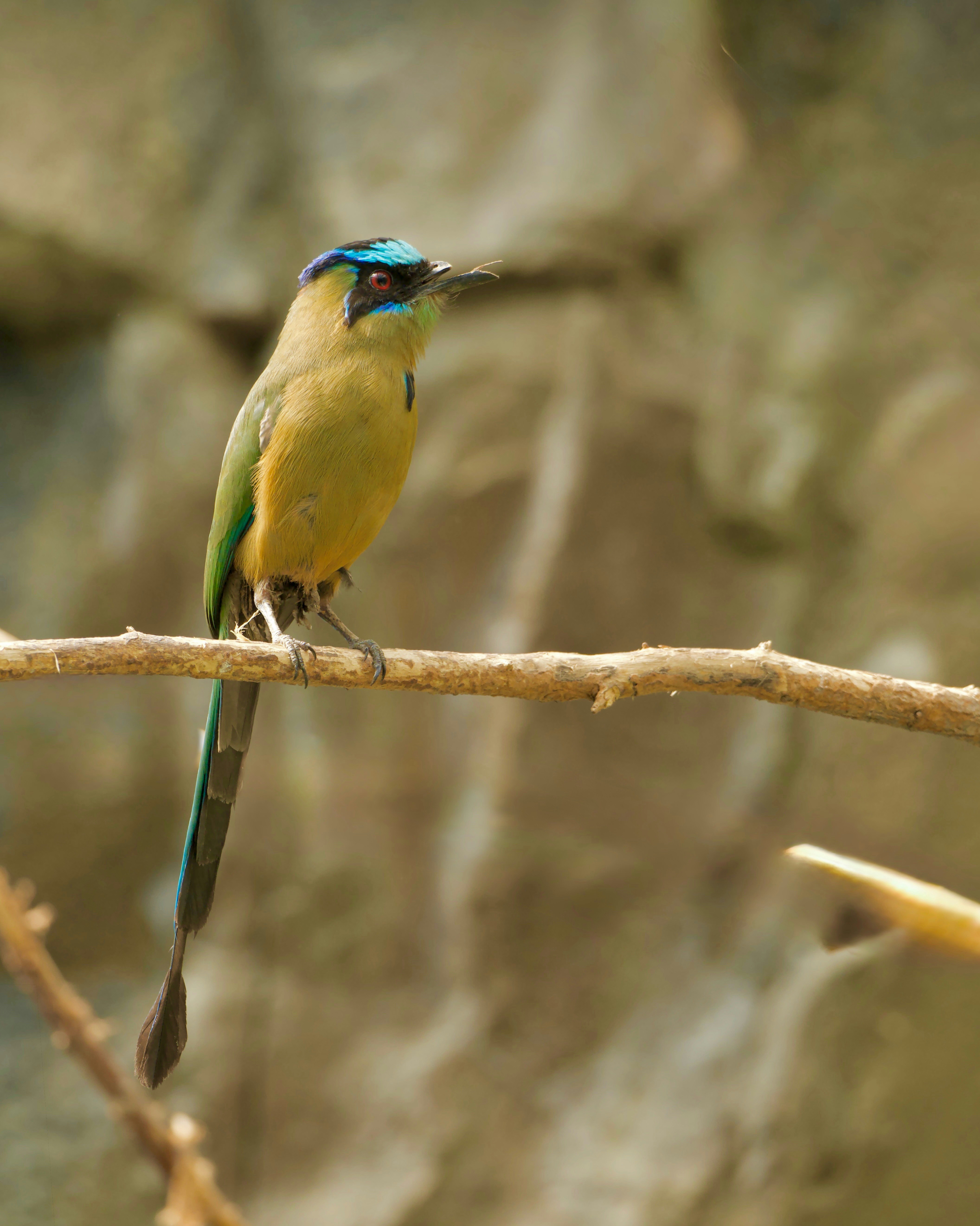Azure Crowned Kingfisher Perched on a Sunlit Branch