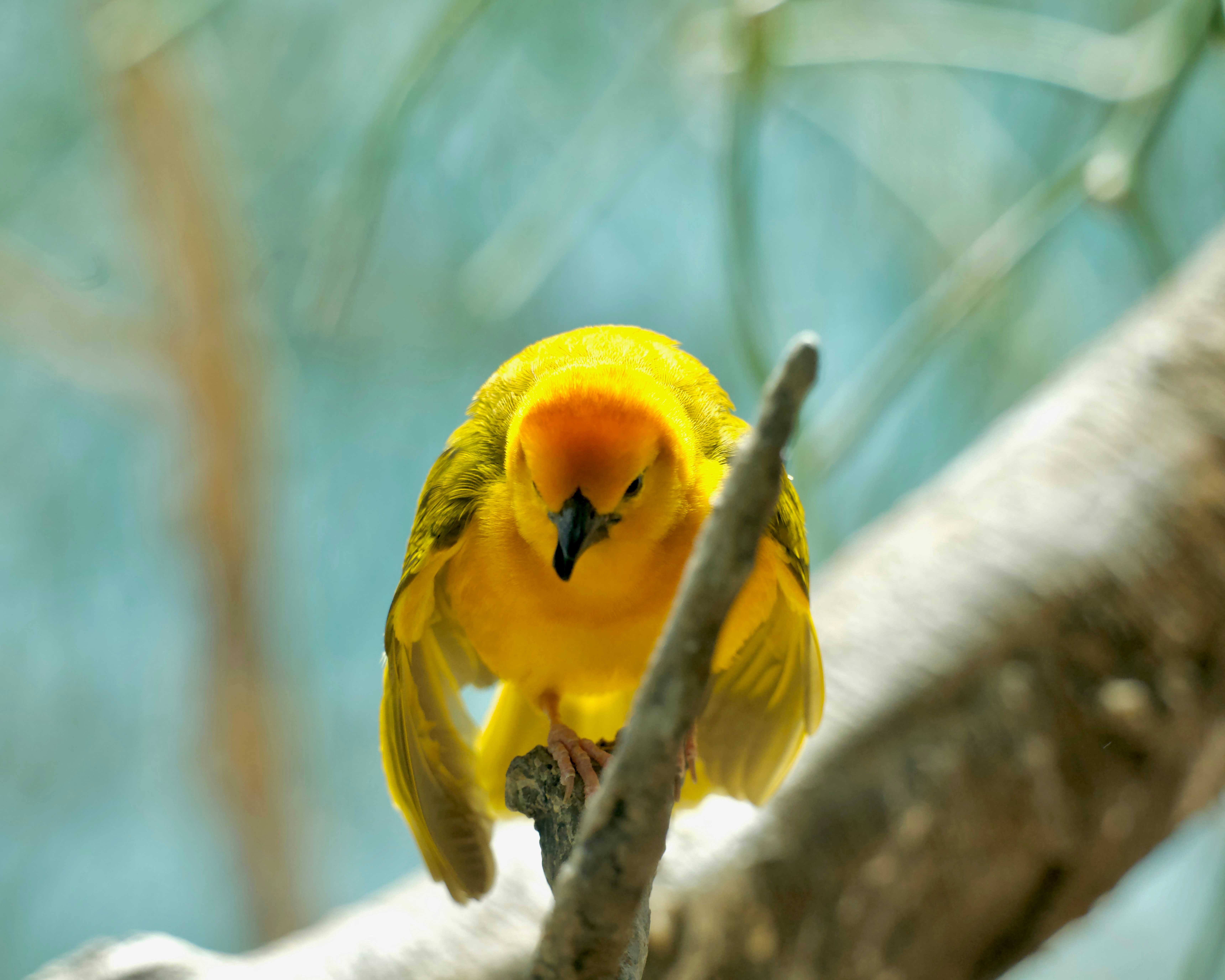Golden Focal Point: Curious Parrot Perched on a Branch