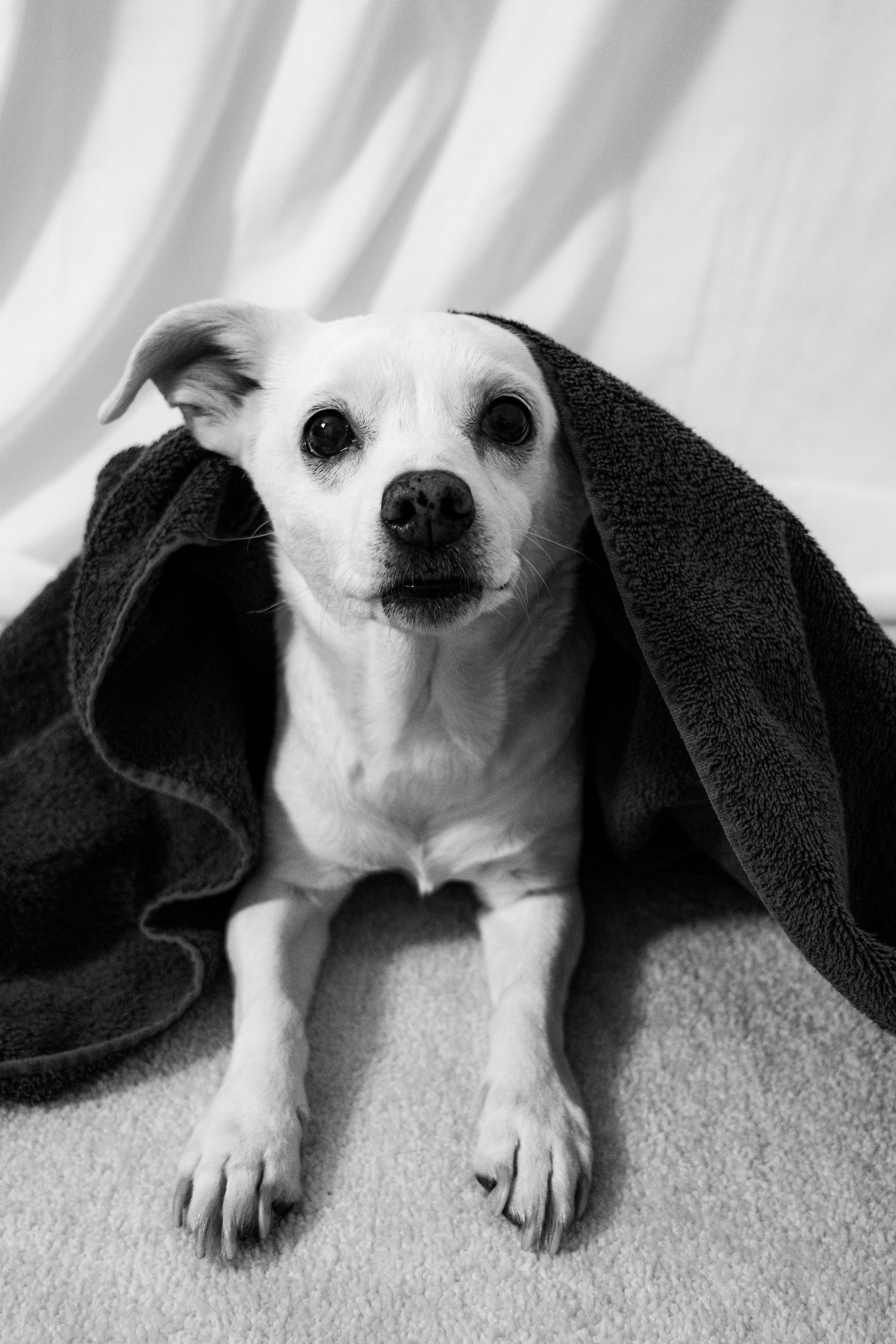 Cozy Assurance: A Tiny Friend Wrapped in Towels