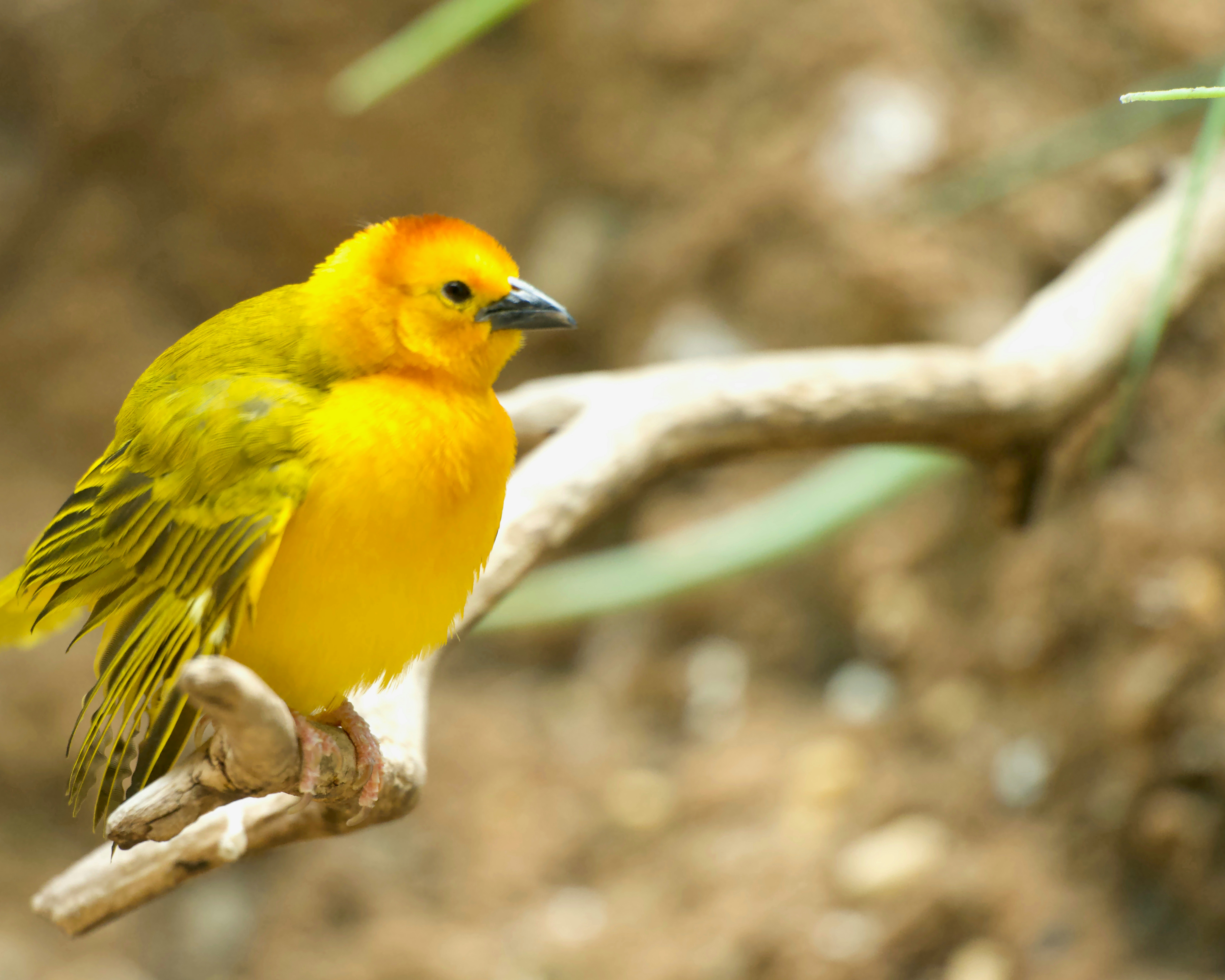 Golden Warbler Perched on Dappled Branch