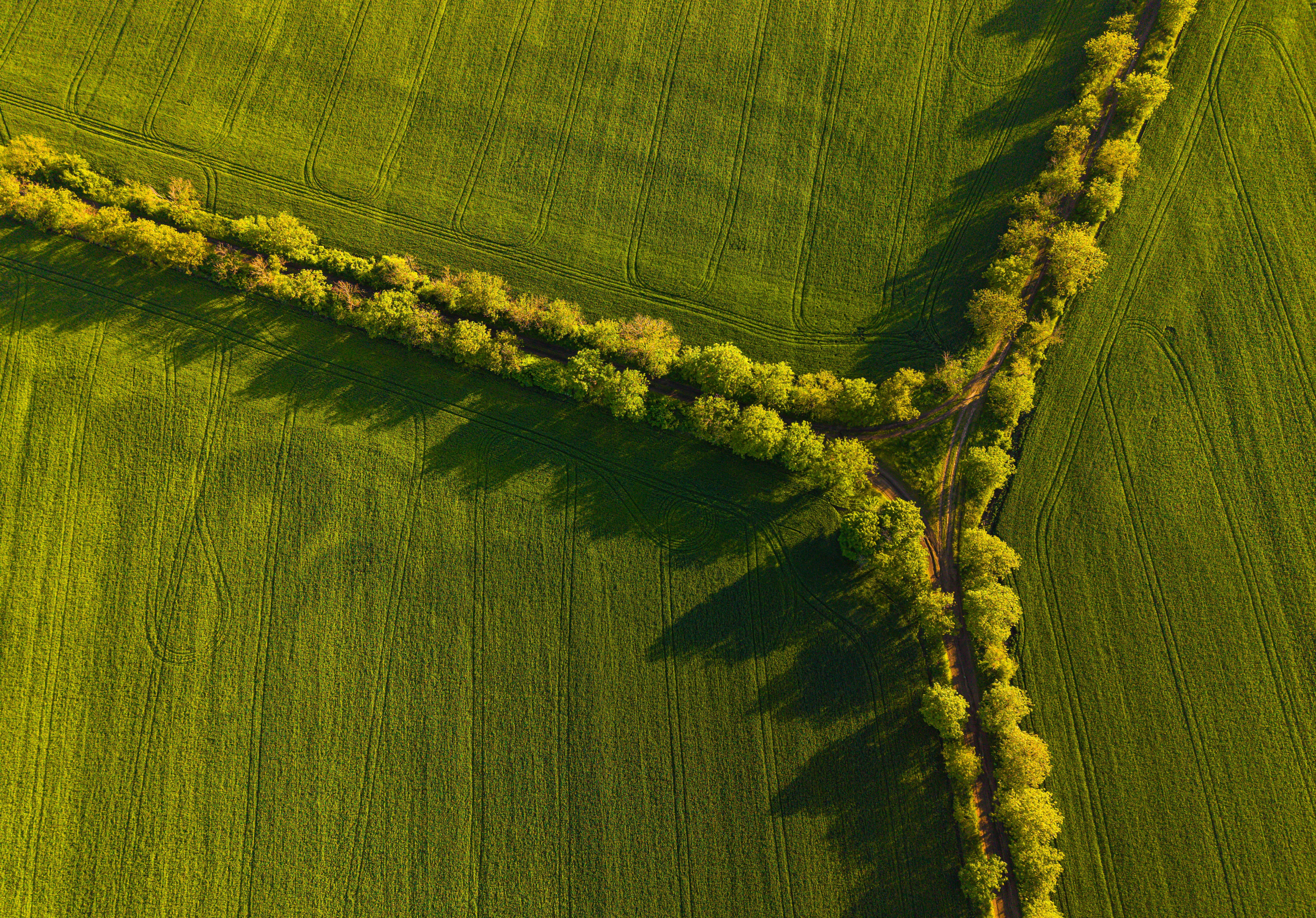 Crescent Orchard Boundary Cutting Through Golden Field