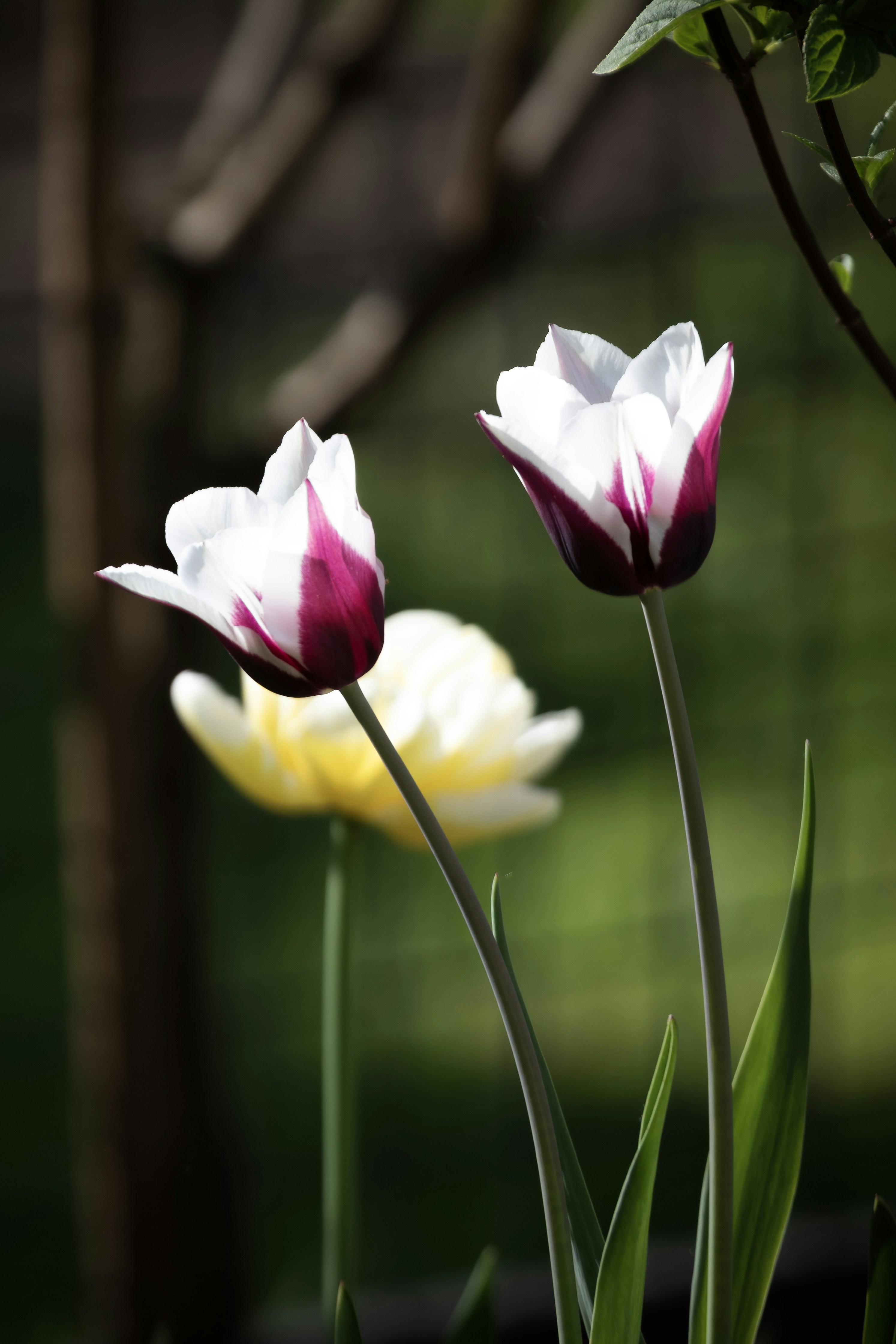 Dual-tone Tulips Reach for Summer Light