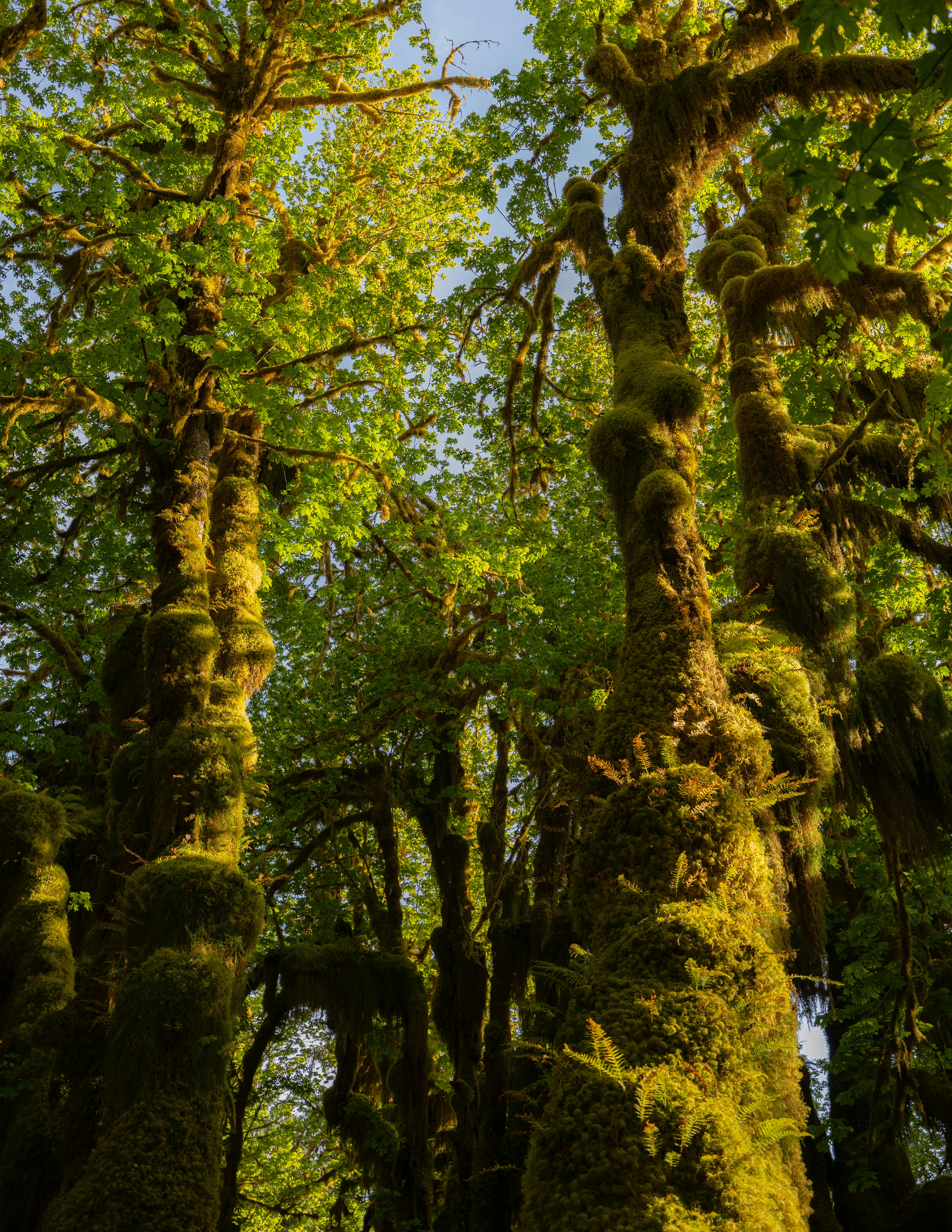 Moss-clad sentinels: an ancient forest reaching for the light