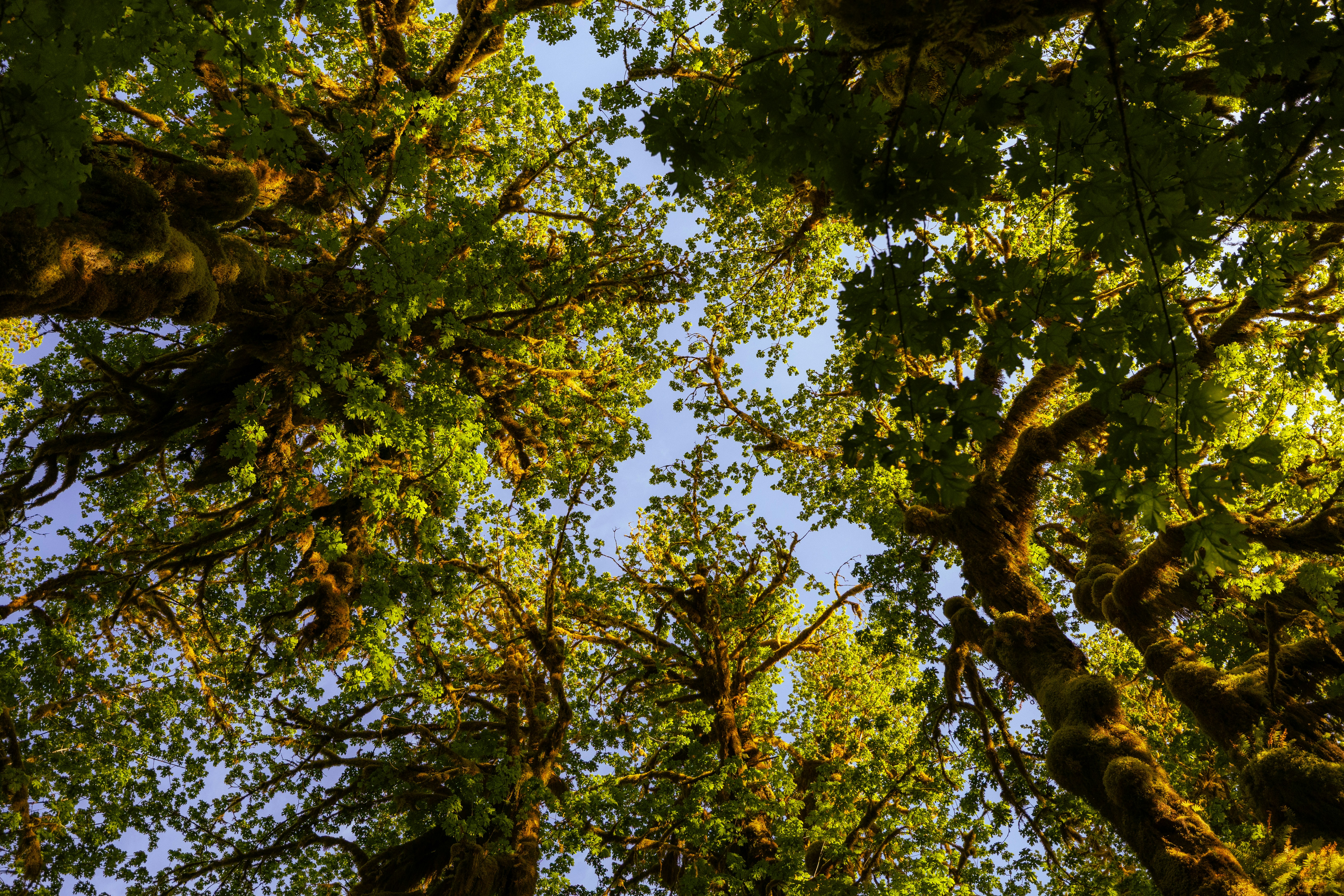 Verdant Canopy: a Circular Snapshot from the Forest Roof