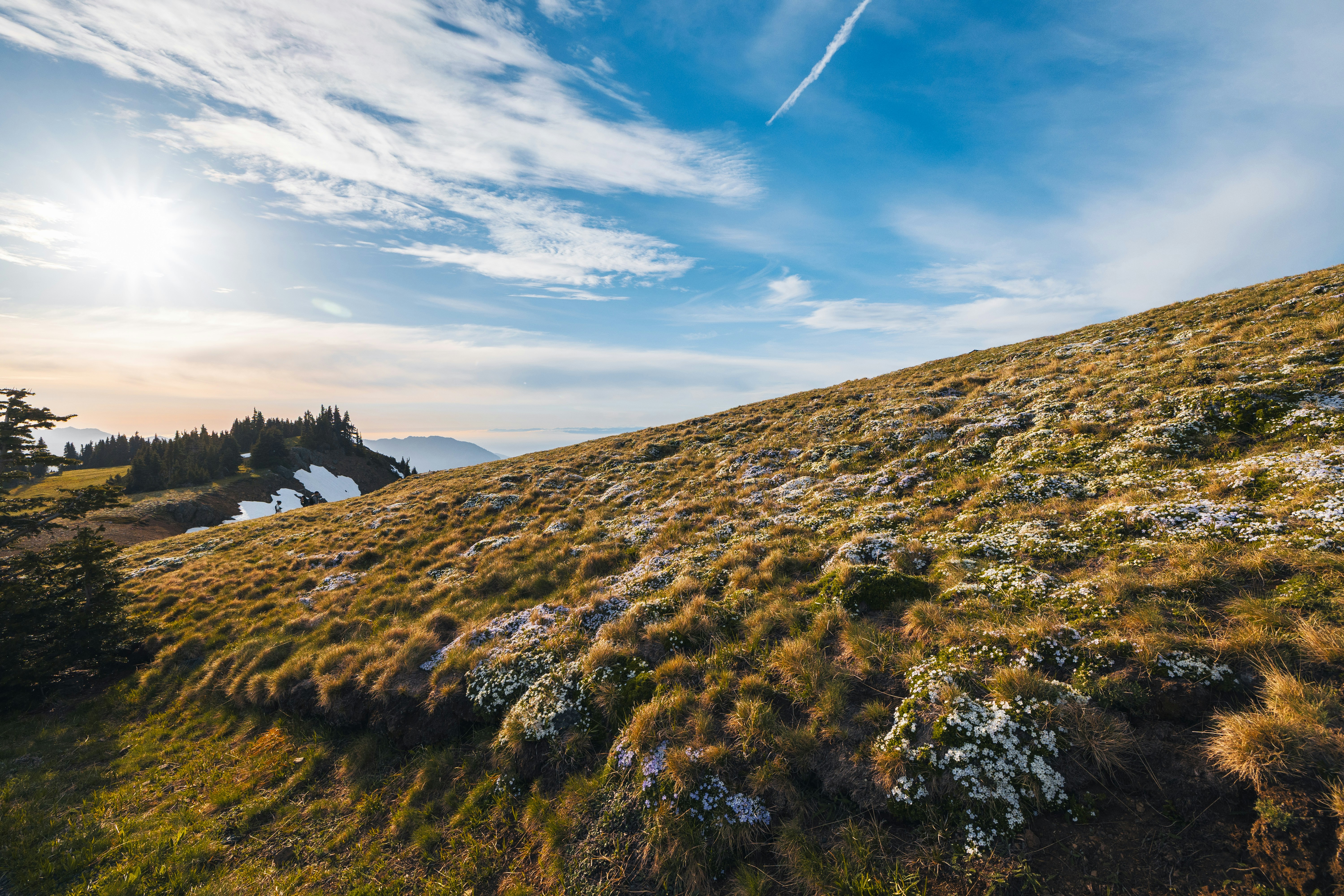 Sunlit Ridge: Wildflower Carpet Over Rolling Moor