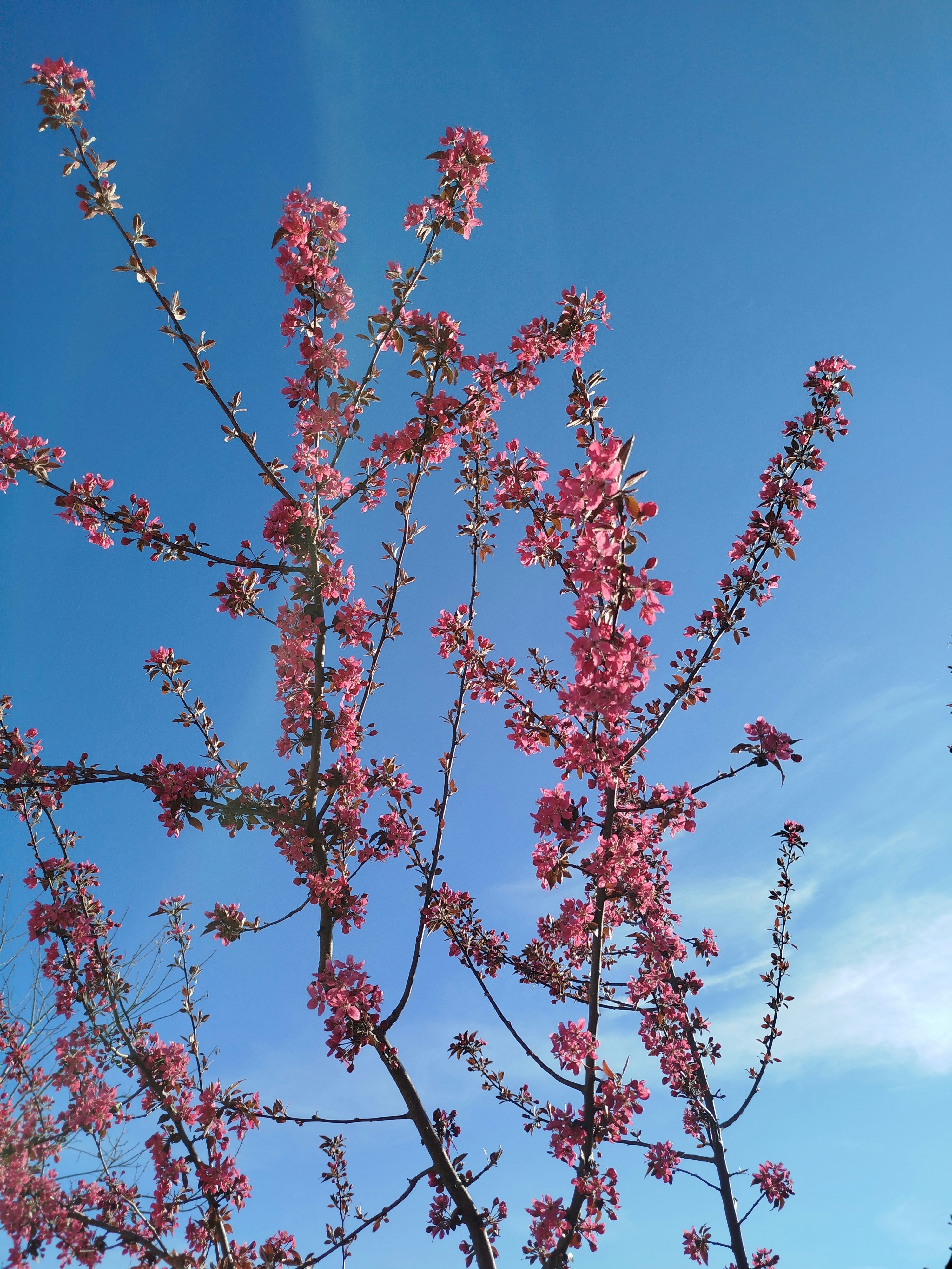 Blossoms Reaching for a Blue Sky