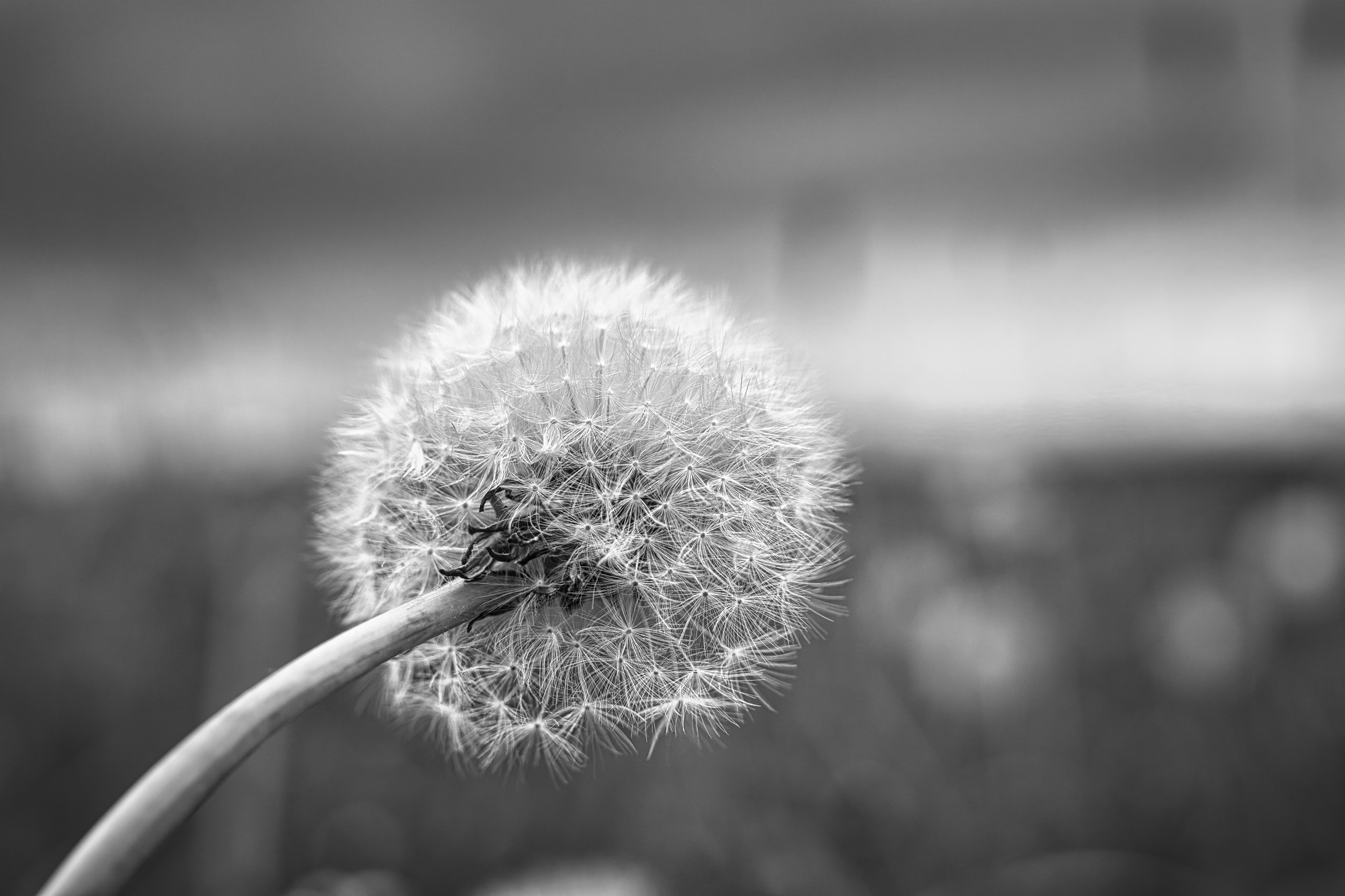 Dandelion Radiance: Close-Up of a Seed Head in Soft Focus