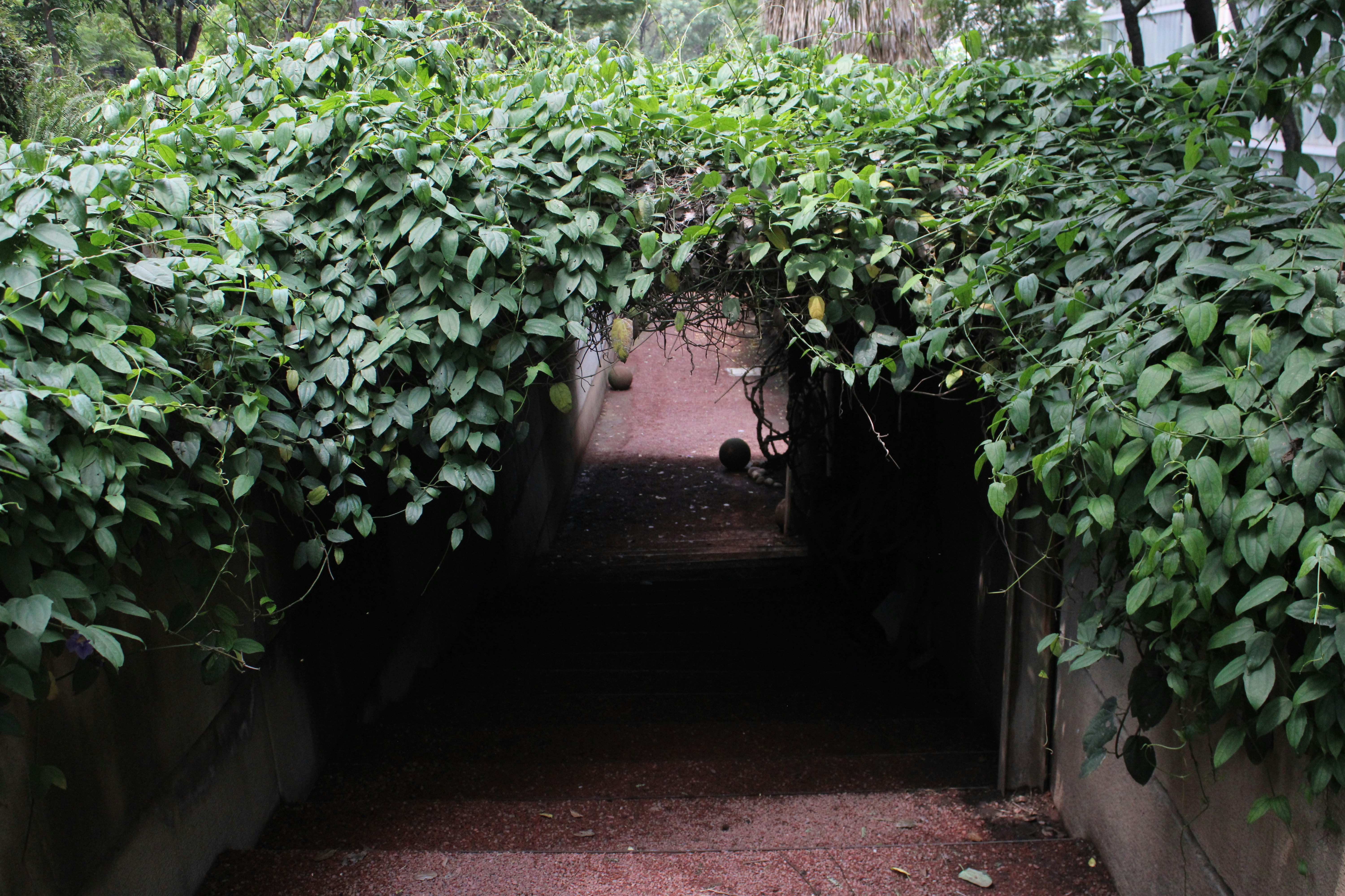 Overgrown descent into shadowed passage