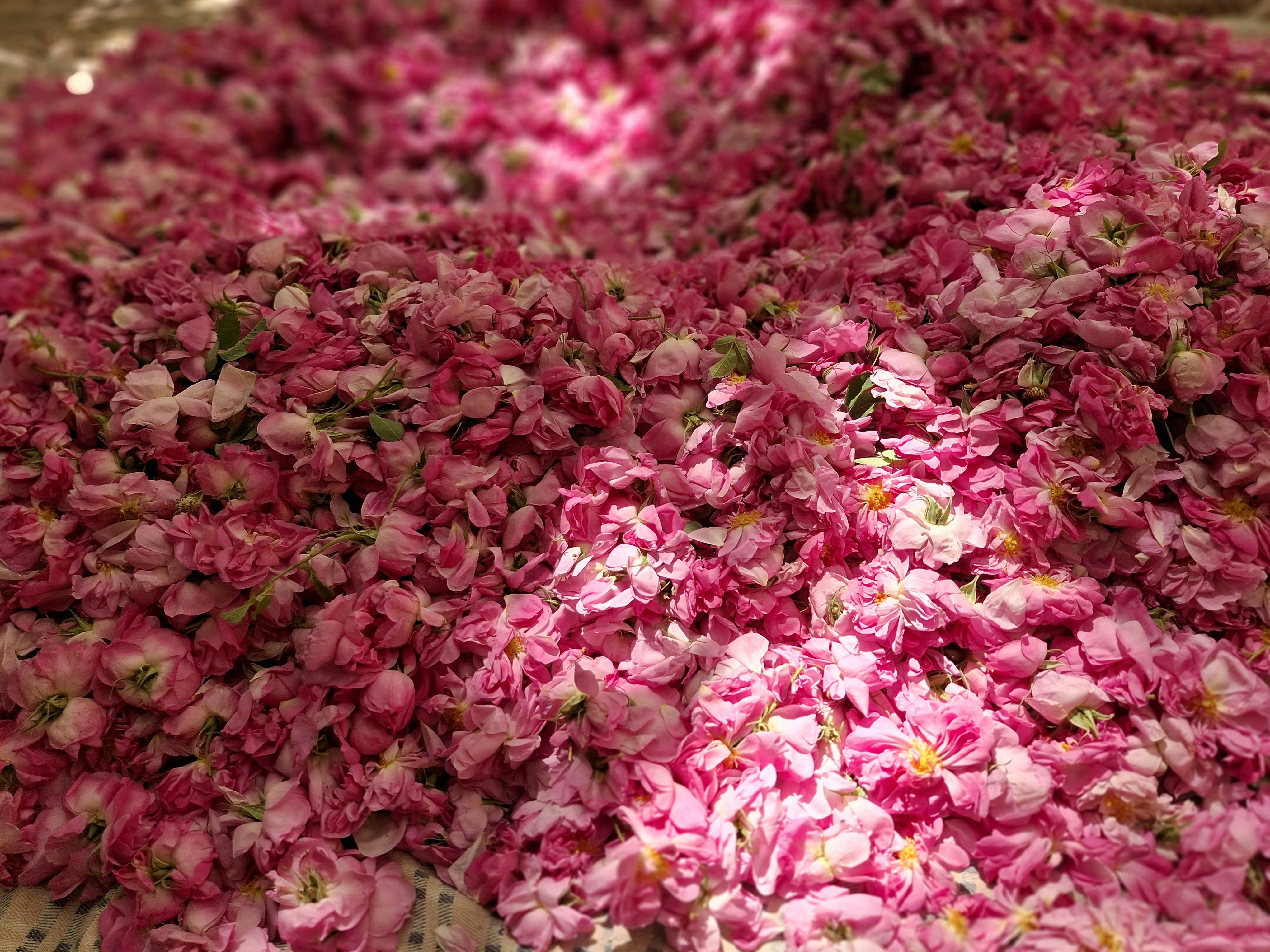 Petal Mosaic: A Sea of Pink Blossoms under Soft Glow