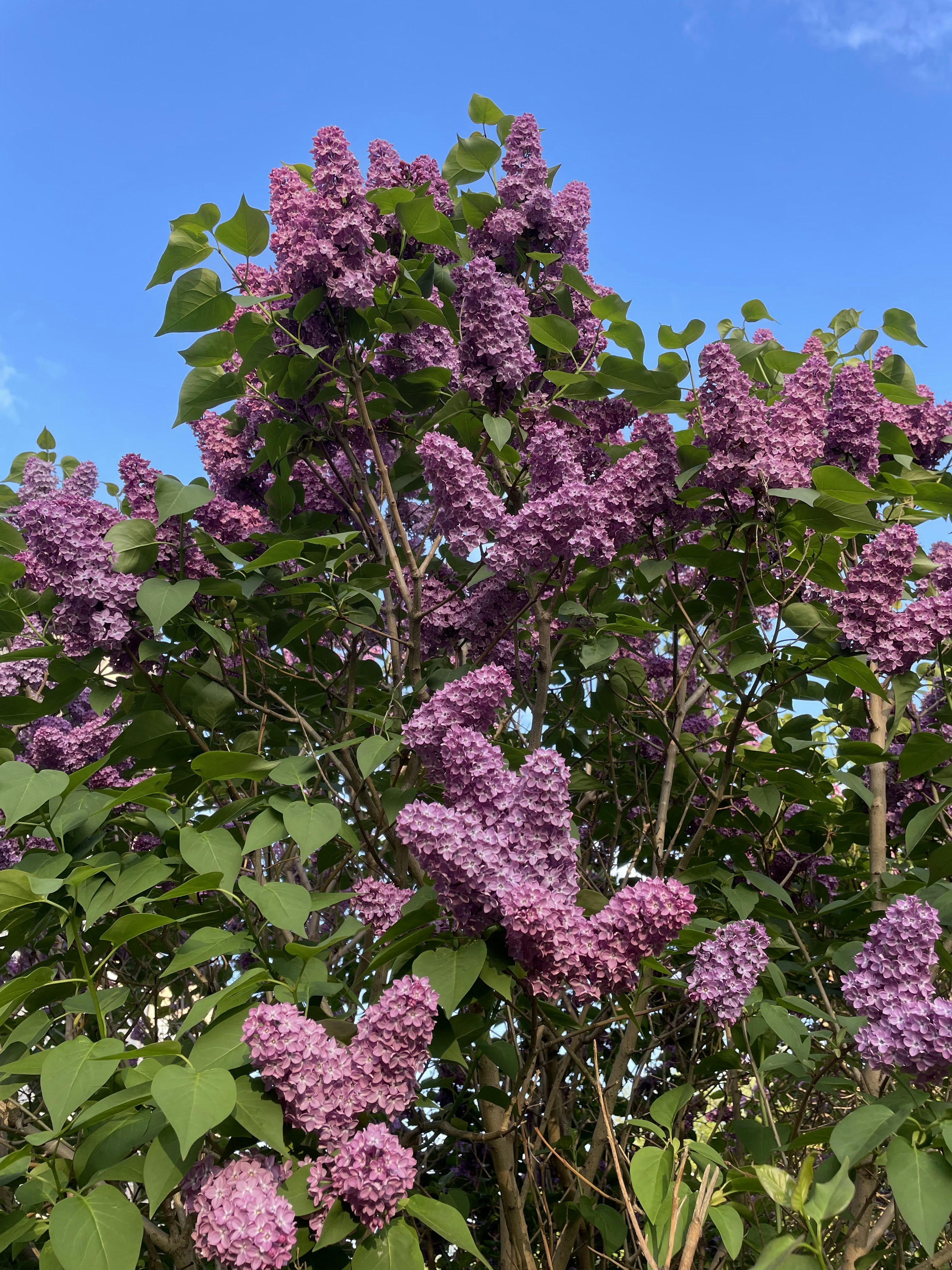 Purple lilac blooms climbing toward a clear blue sky