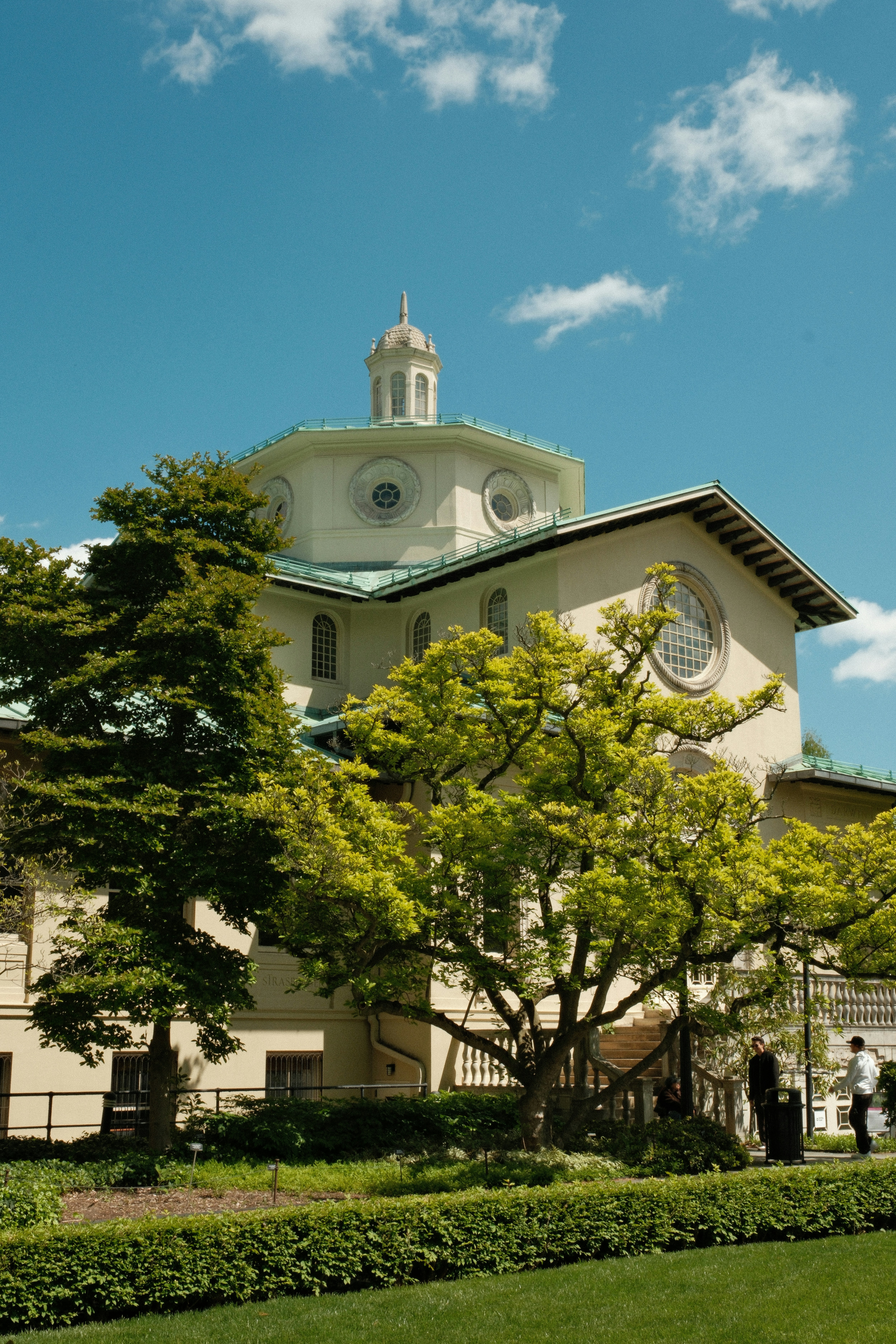 Quiet Cathedral of Greenery Under a Clear Blue Sky
