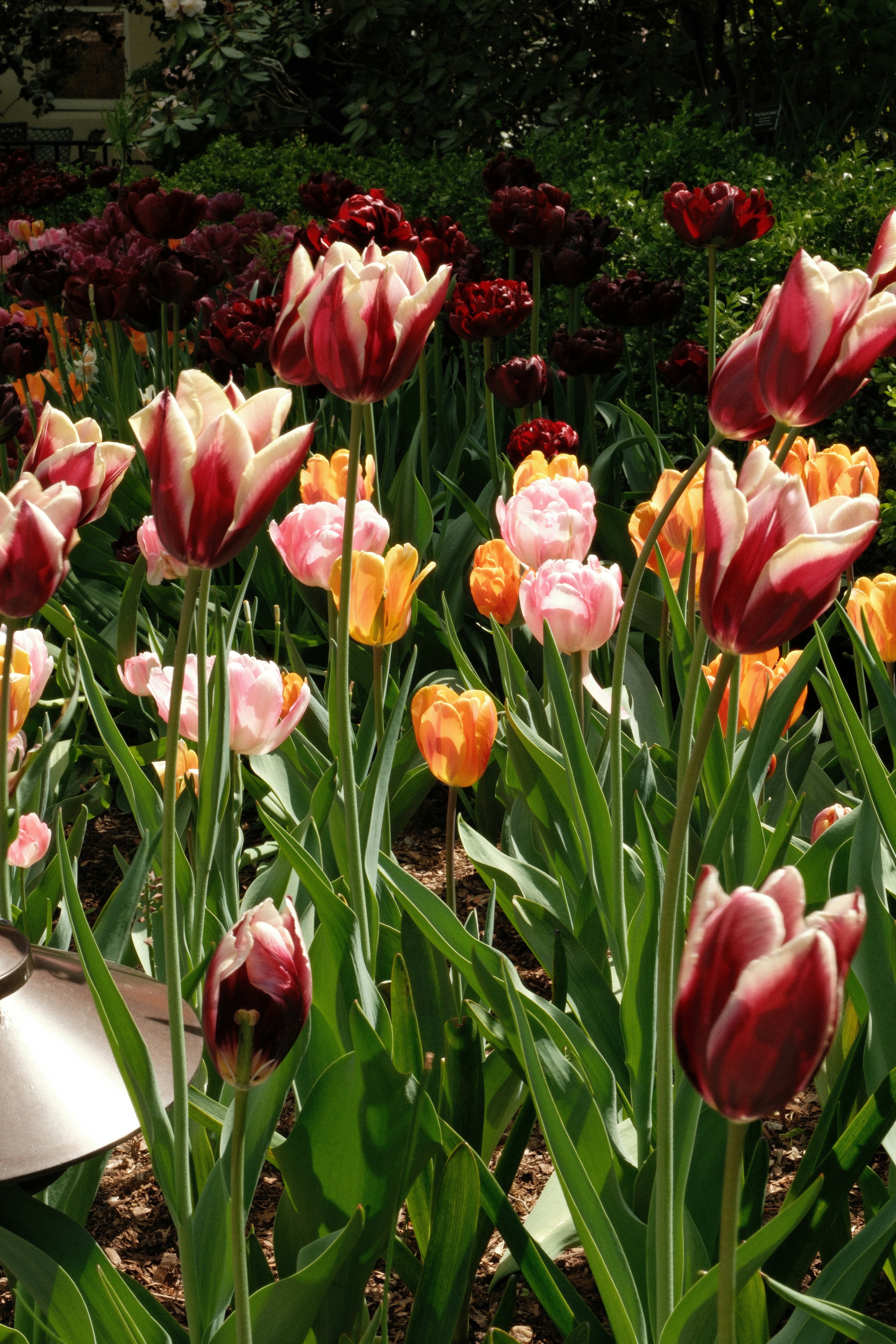 Spring Tulip Bed: A Burst of Stripes and Pastels