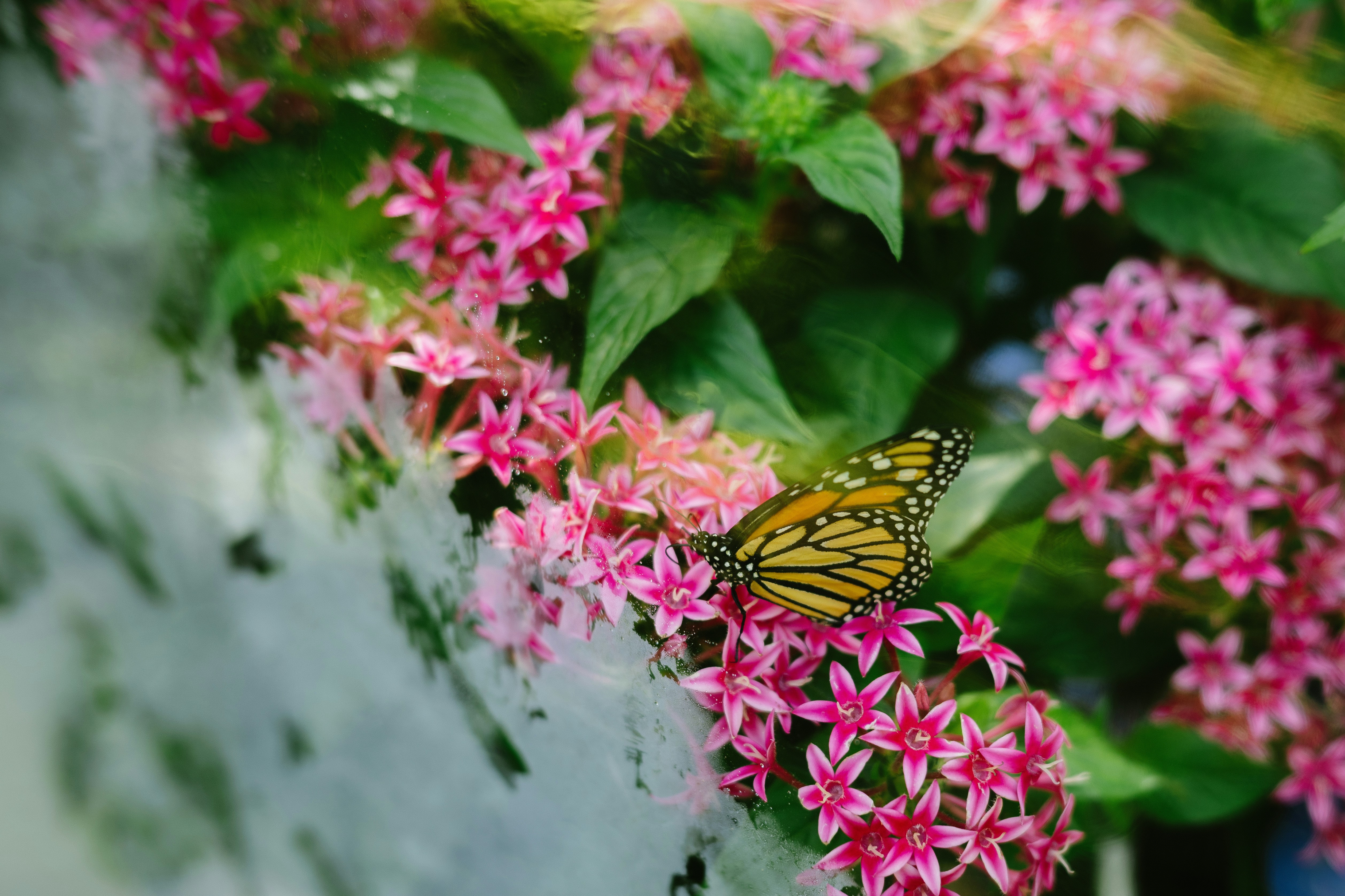 Monarch at the Pink Edge: a delicate butterfly on clustered blossoms