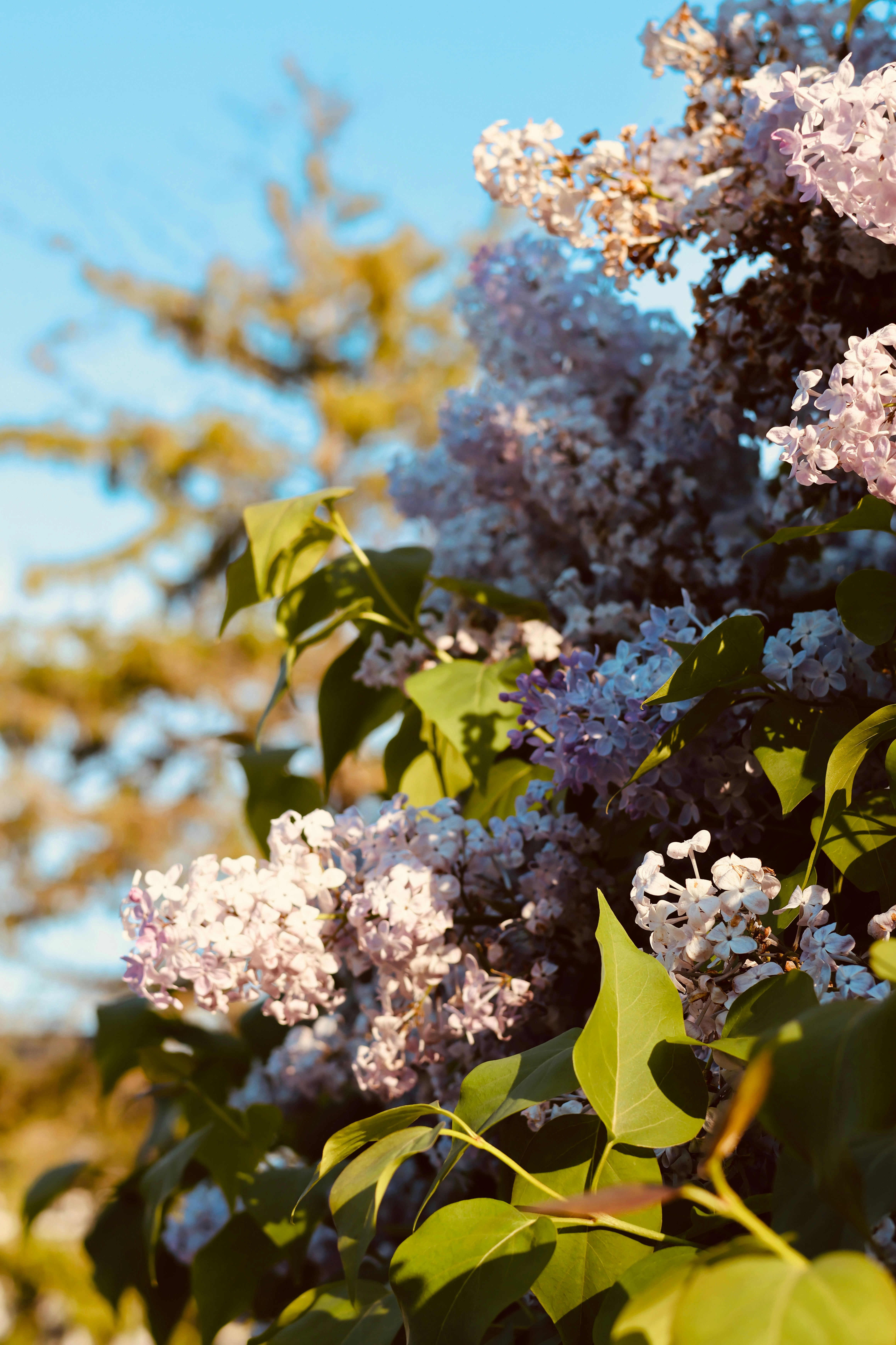 Hydrangea Cascade in late afternoon sun