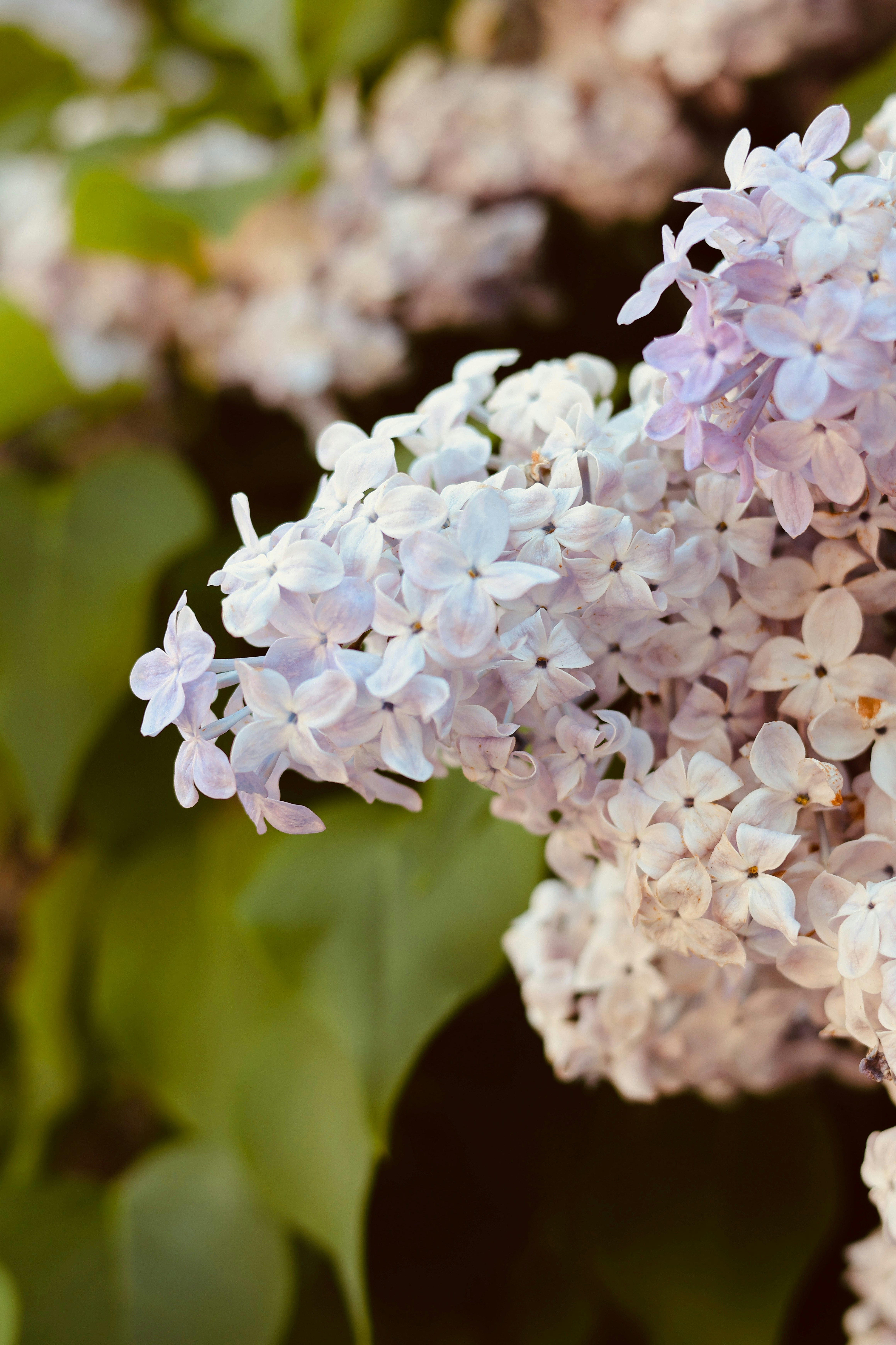Soft Hydrangea Cascade in Gentle Afternoon Light
