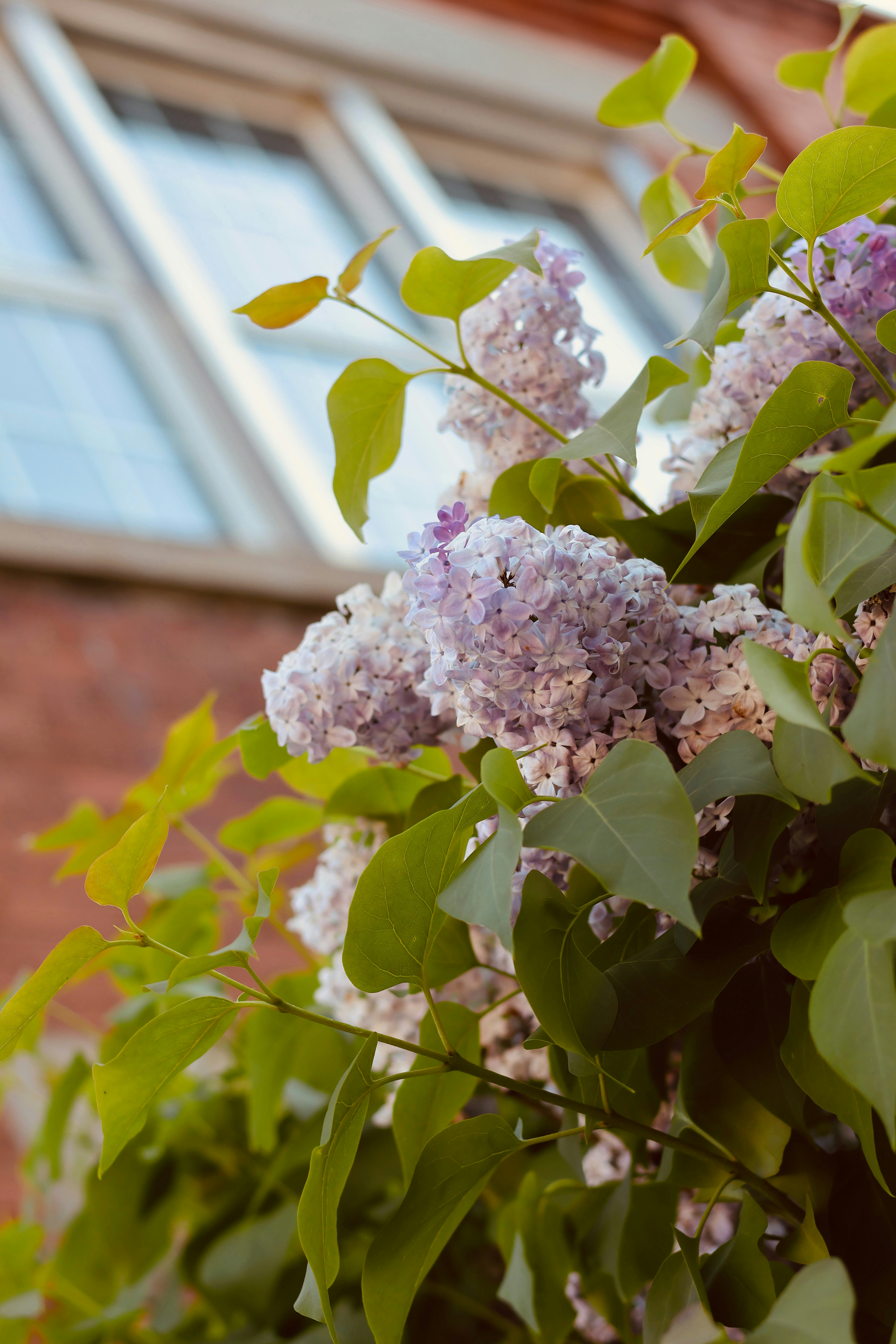 Lilac Symphony on a Brick Backdrop