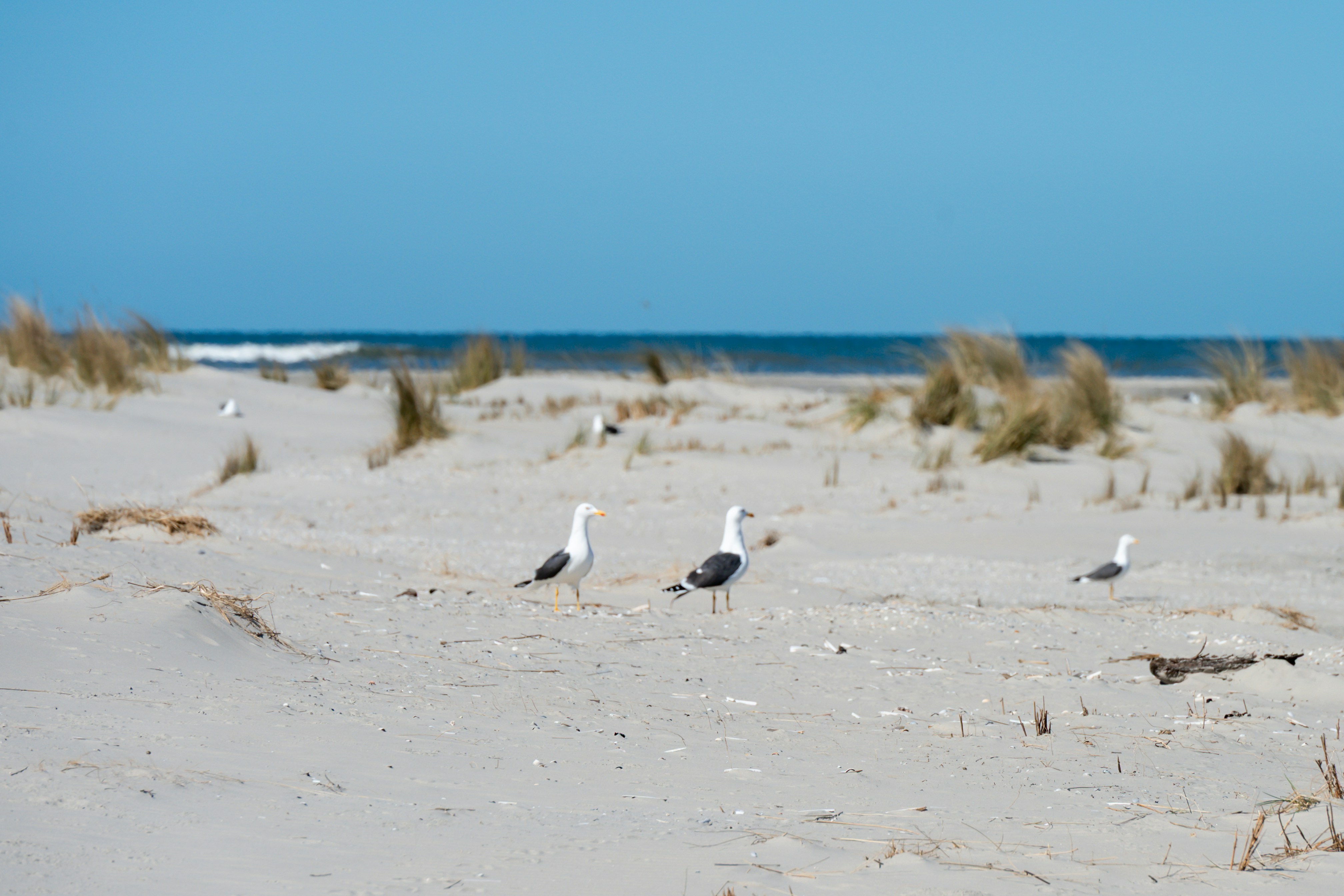 Seabird Parade on Wind-Sculpted Dunes