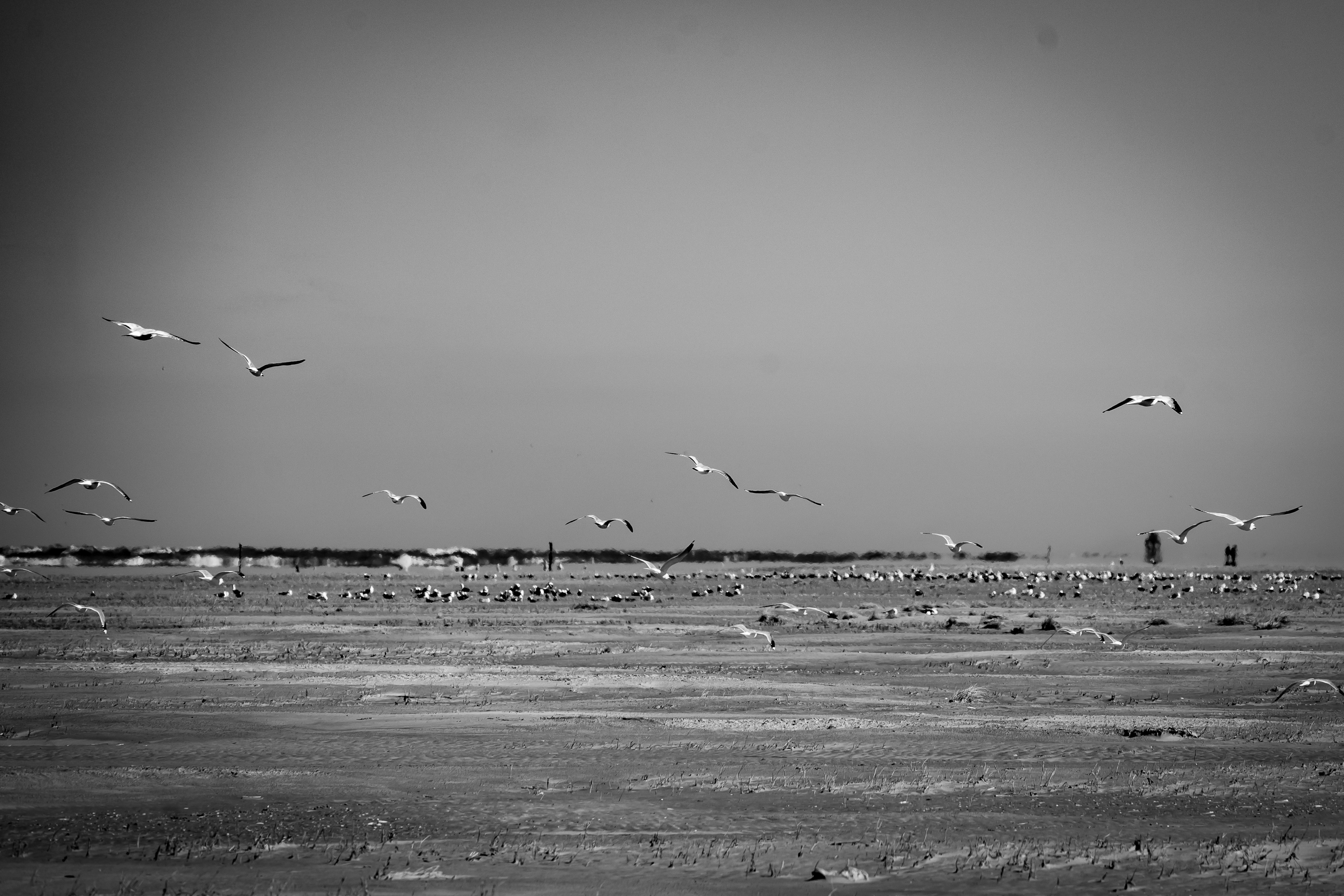 Gulls in a Quiet Salt Flat: Monochrome Horizon