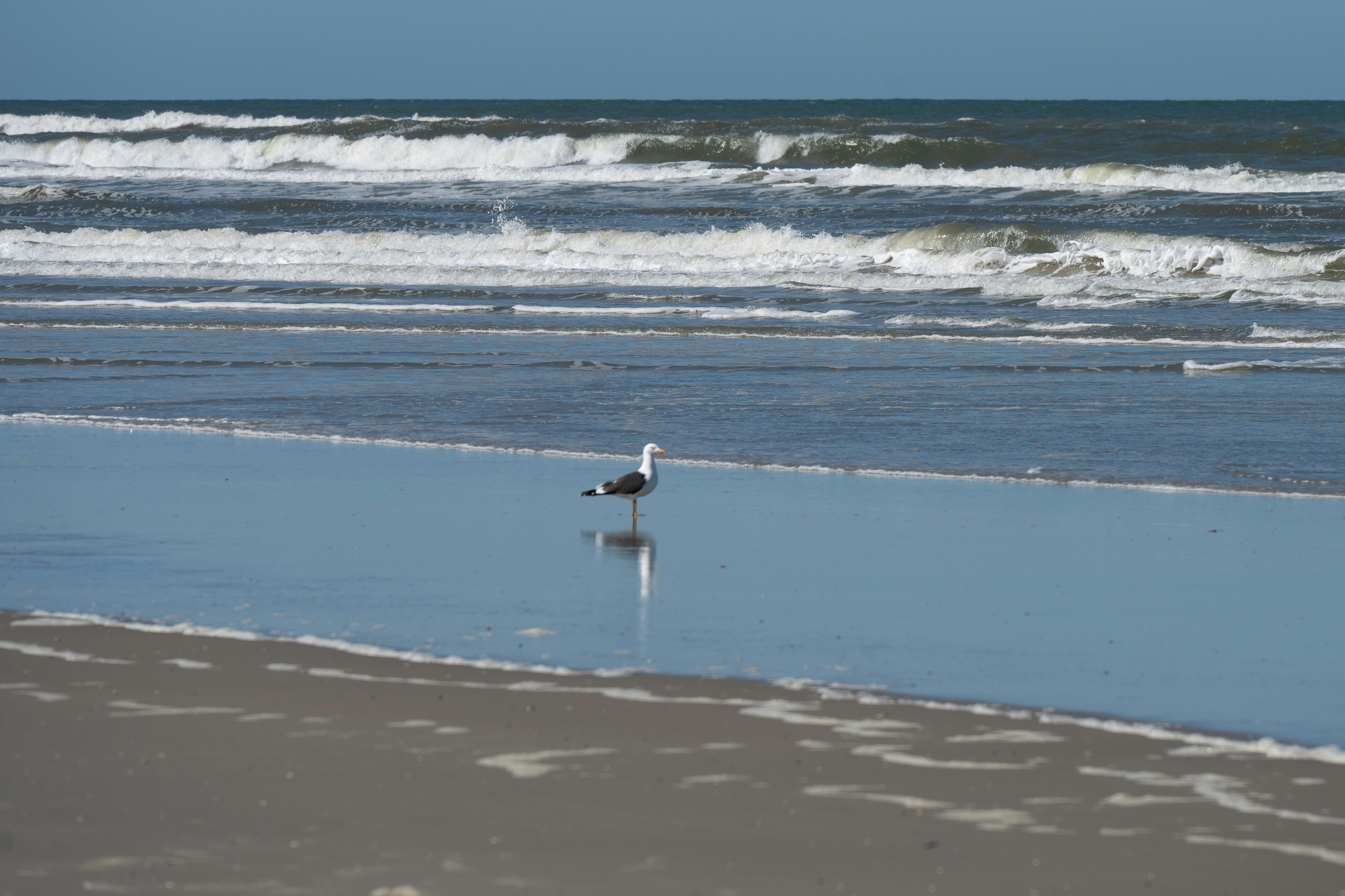 Alone Seabird Stance at the Tidal Edge
