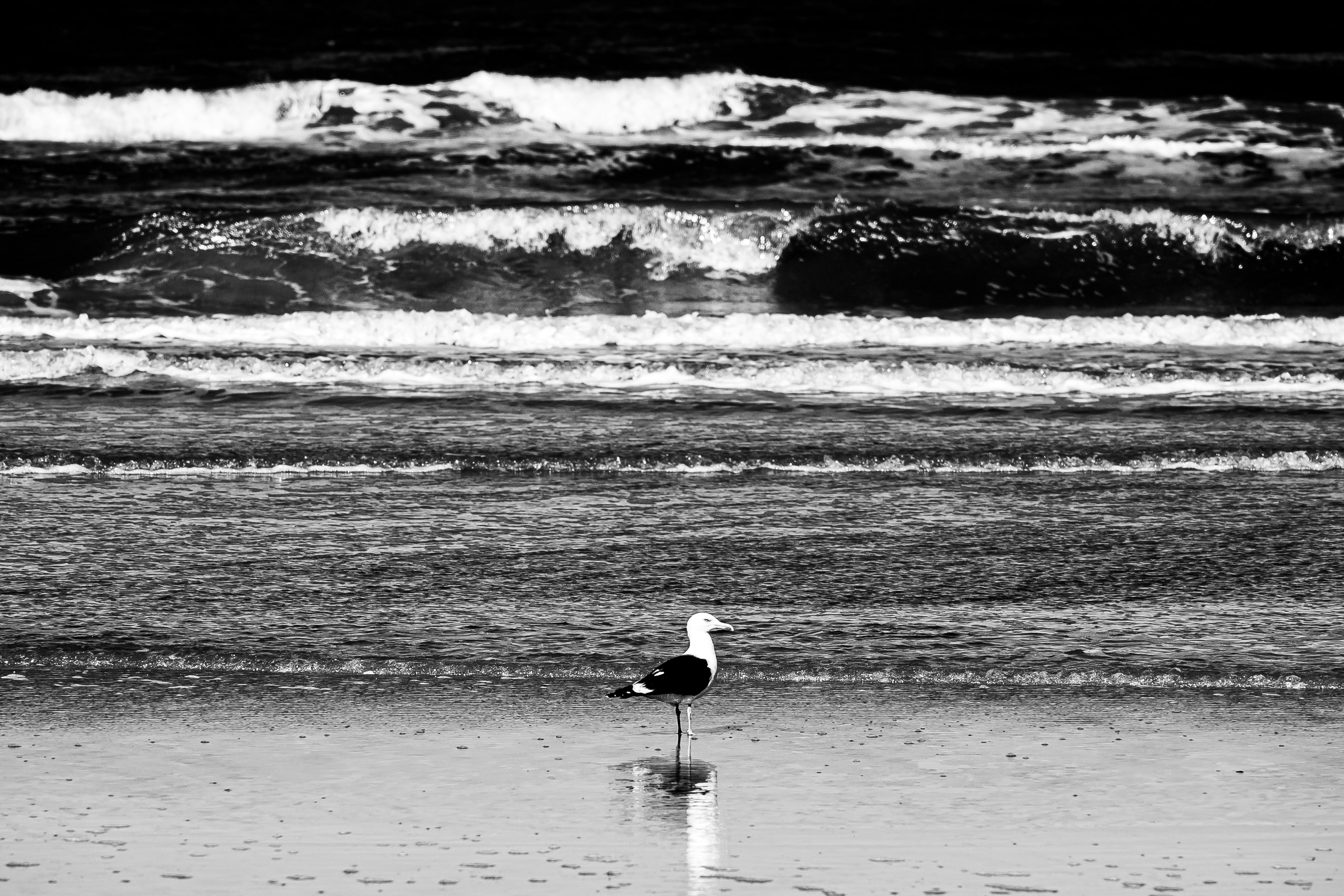 Seabird Sentinel on the Tidal Mirror