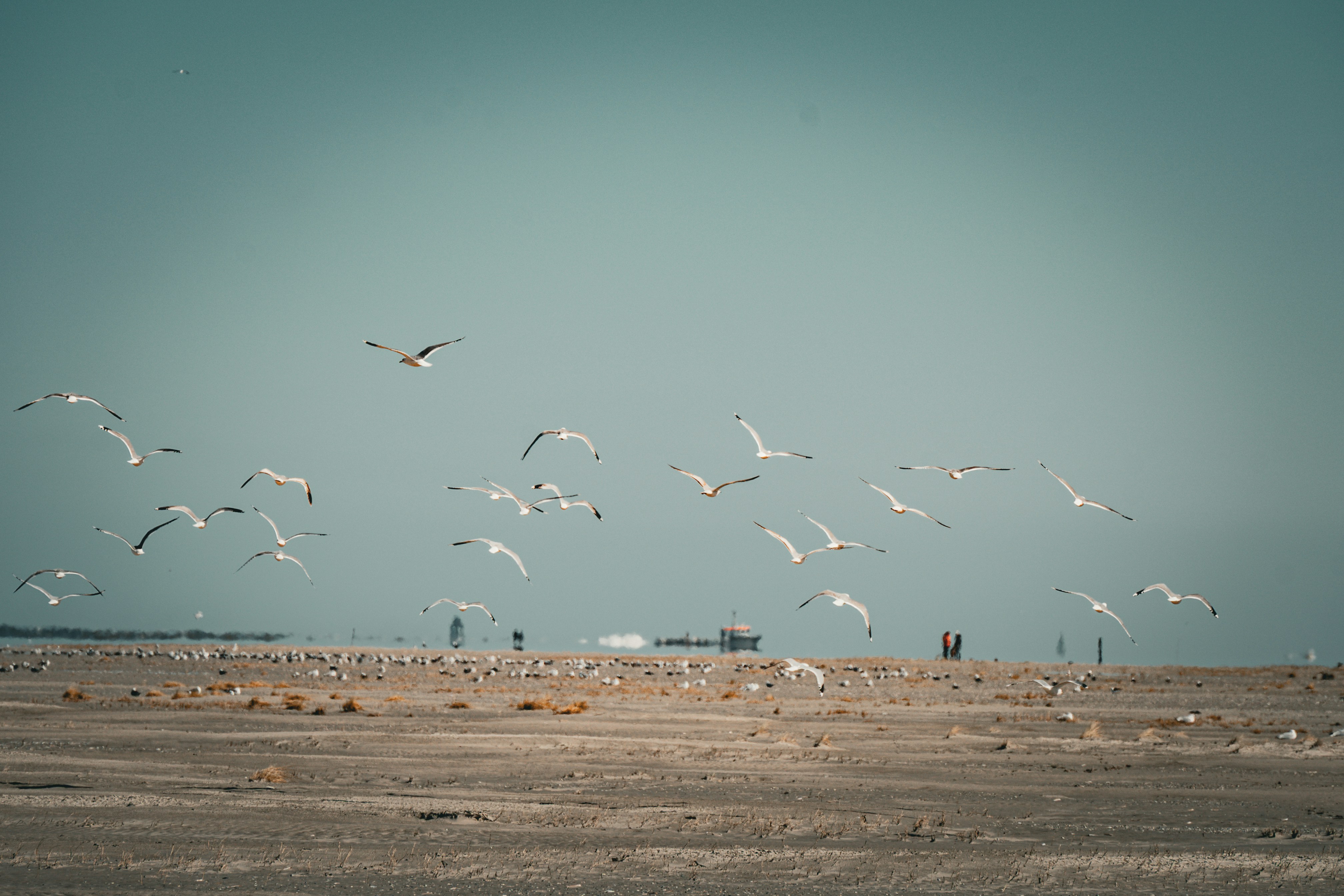 Gulls Over a Quiet Dune Seashore
