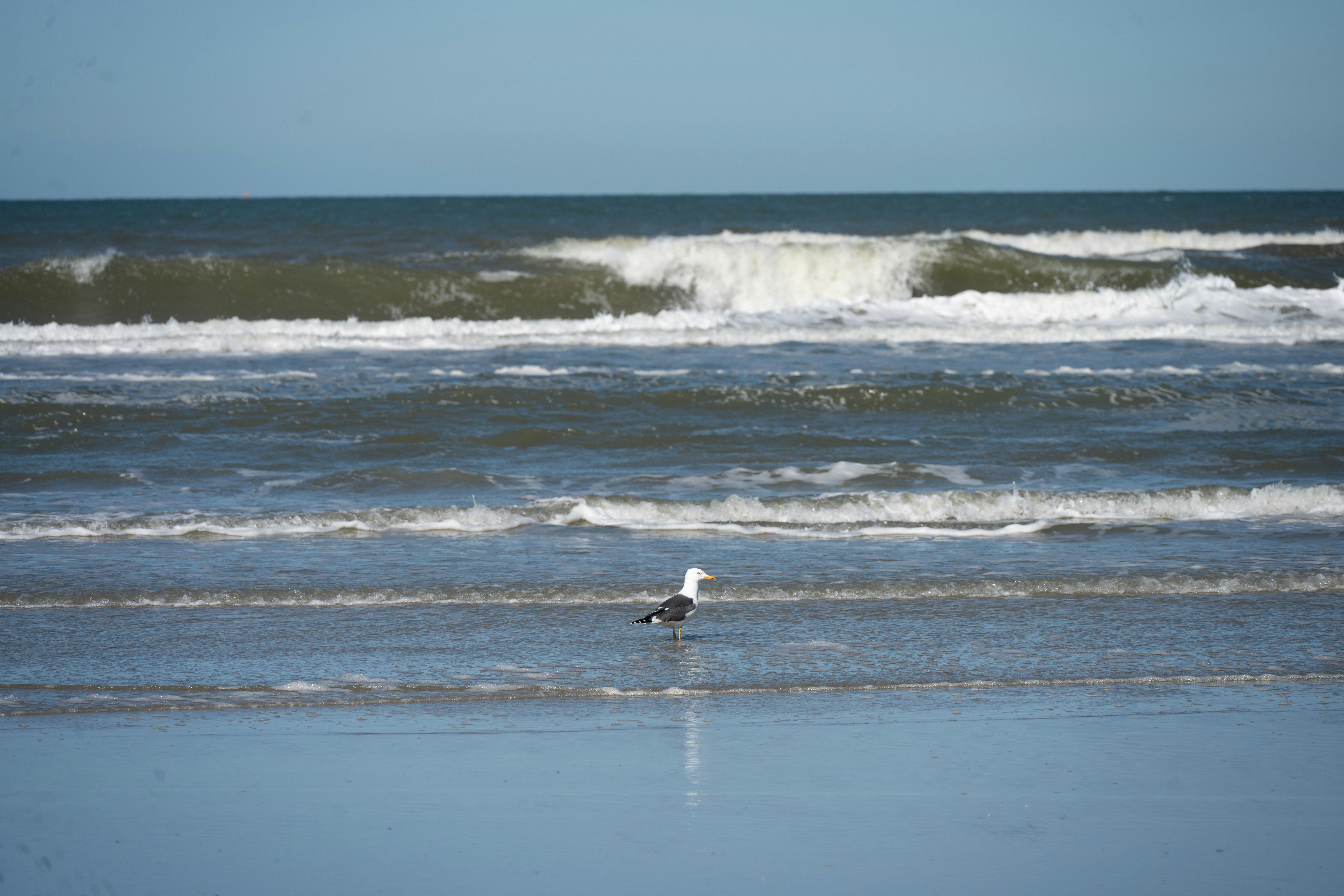 Seagull standing in shallow water with breaking ocean waves.