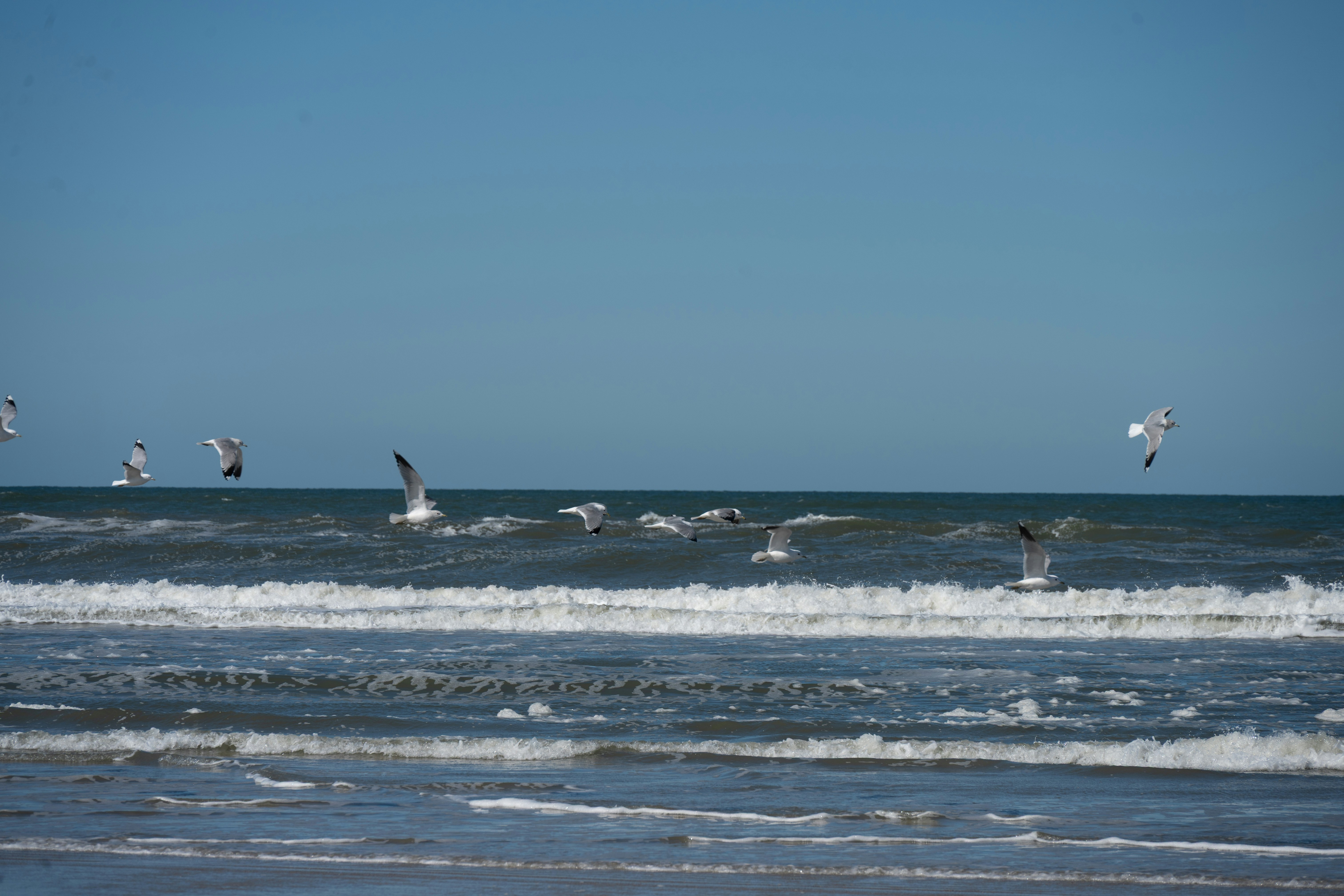 Seabirds in Flight Over Atlantic Breakers at Dusk