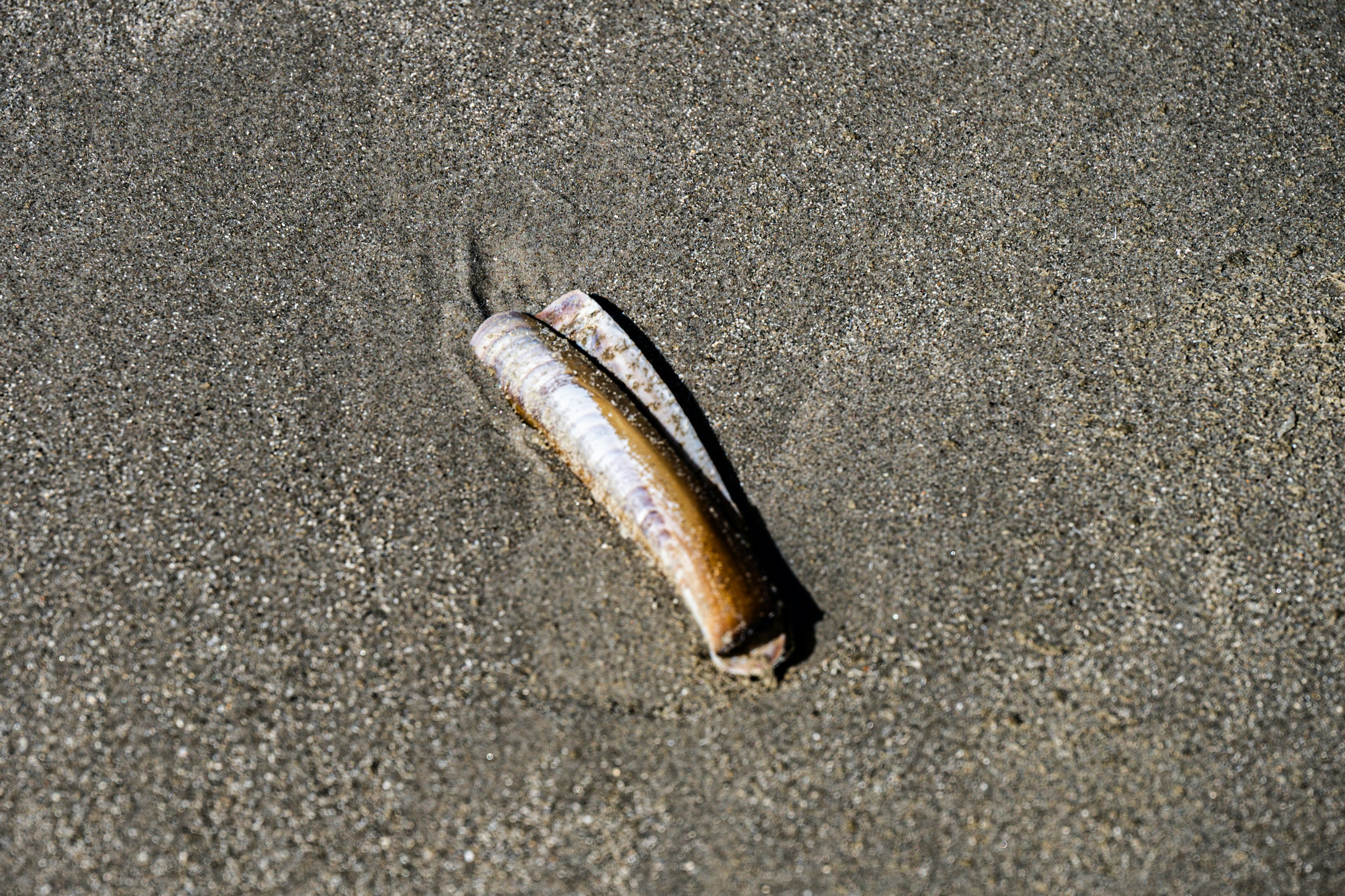 A razor clam shell partially buried in wet sand.