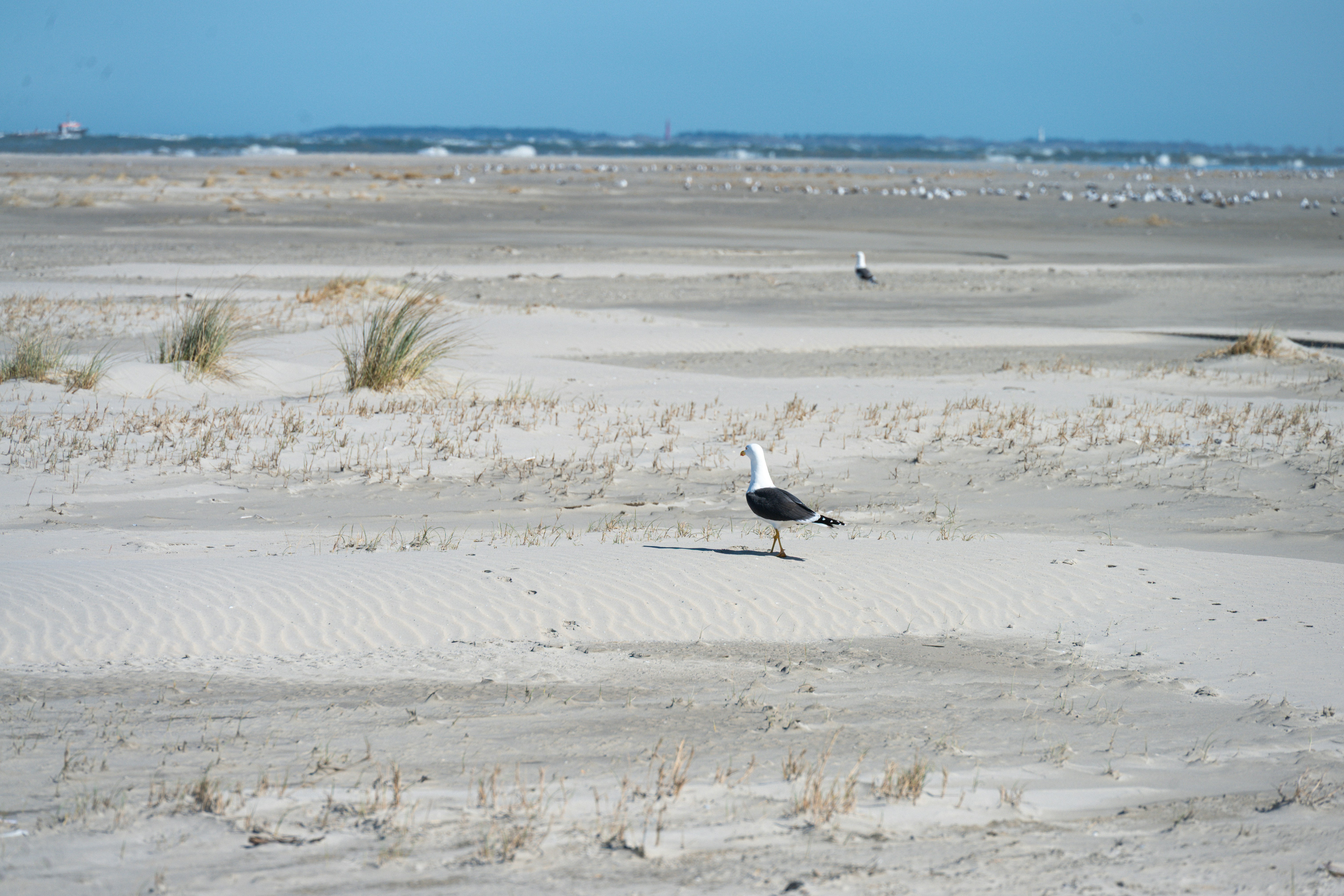 Lonely Tern on Sunlit Tidal Sands