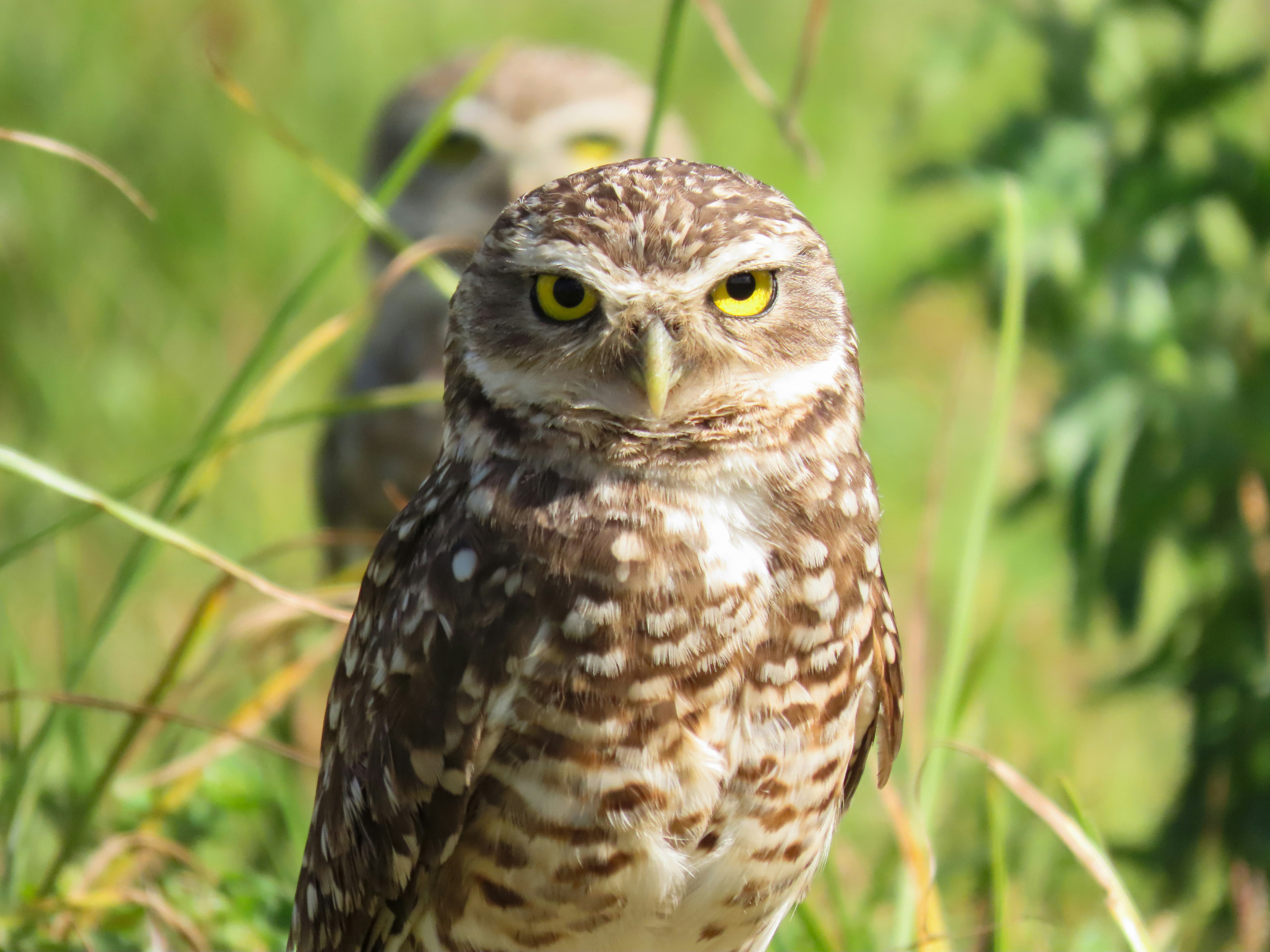 Stare of the Savannah: A Burrowing Owl Surrounded by Greenery