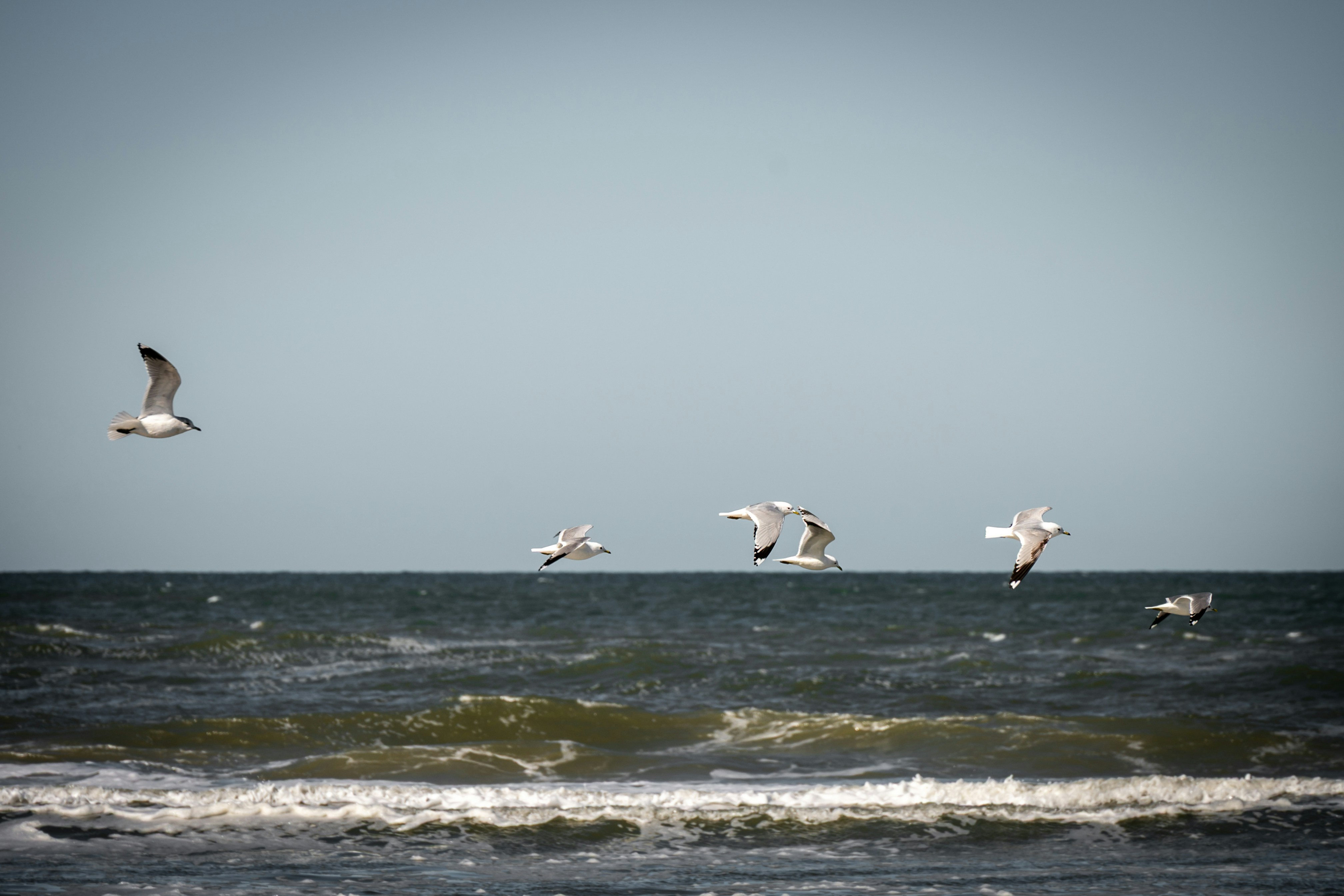 Winged Row Across the Atlantic Horizon