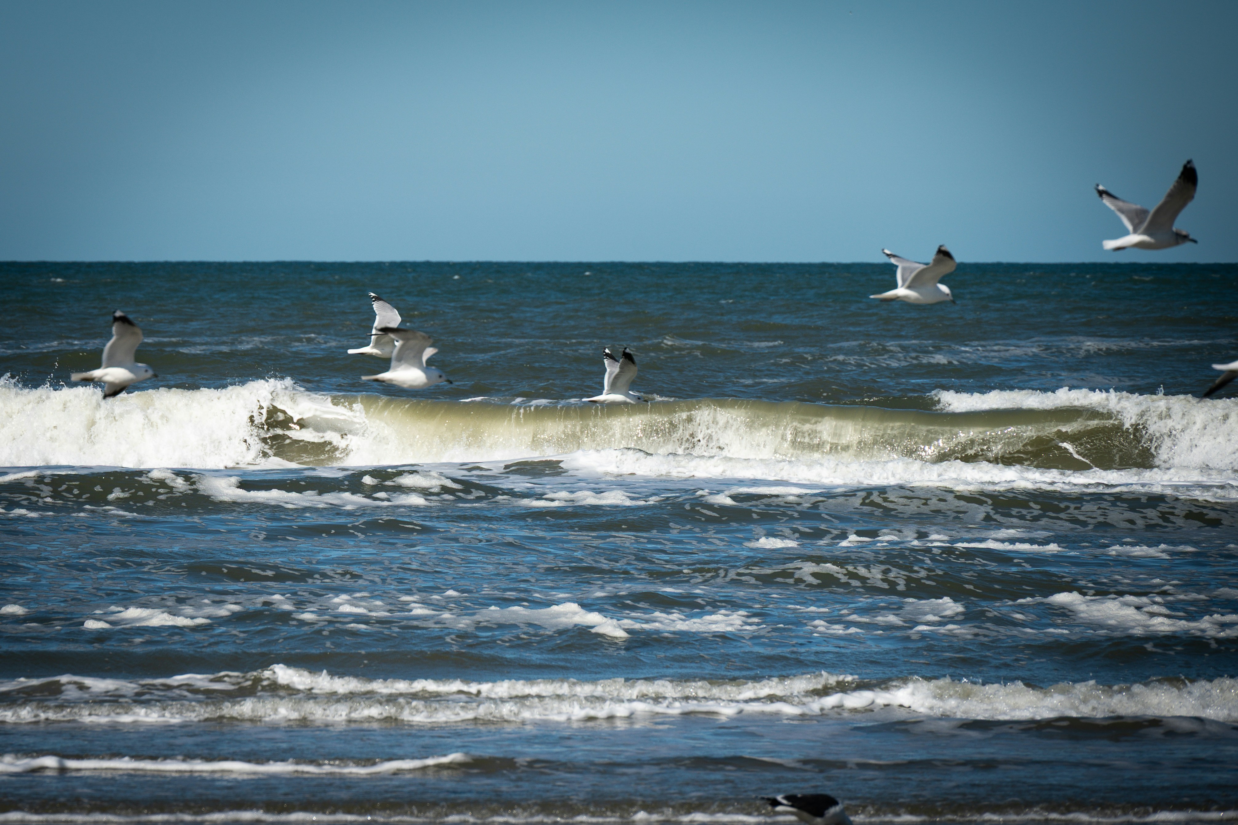Wings Over the Breakers: Seabirds in a Blue Horizon