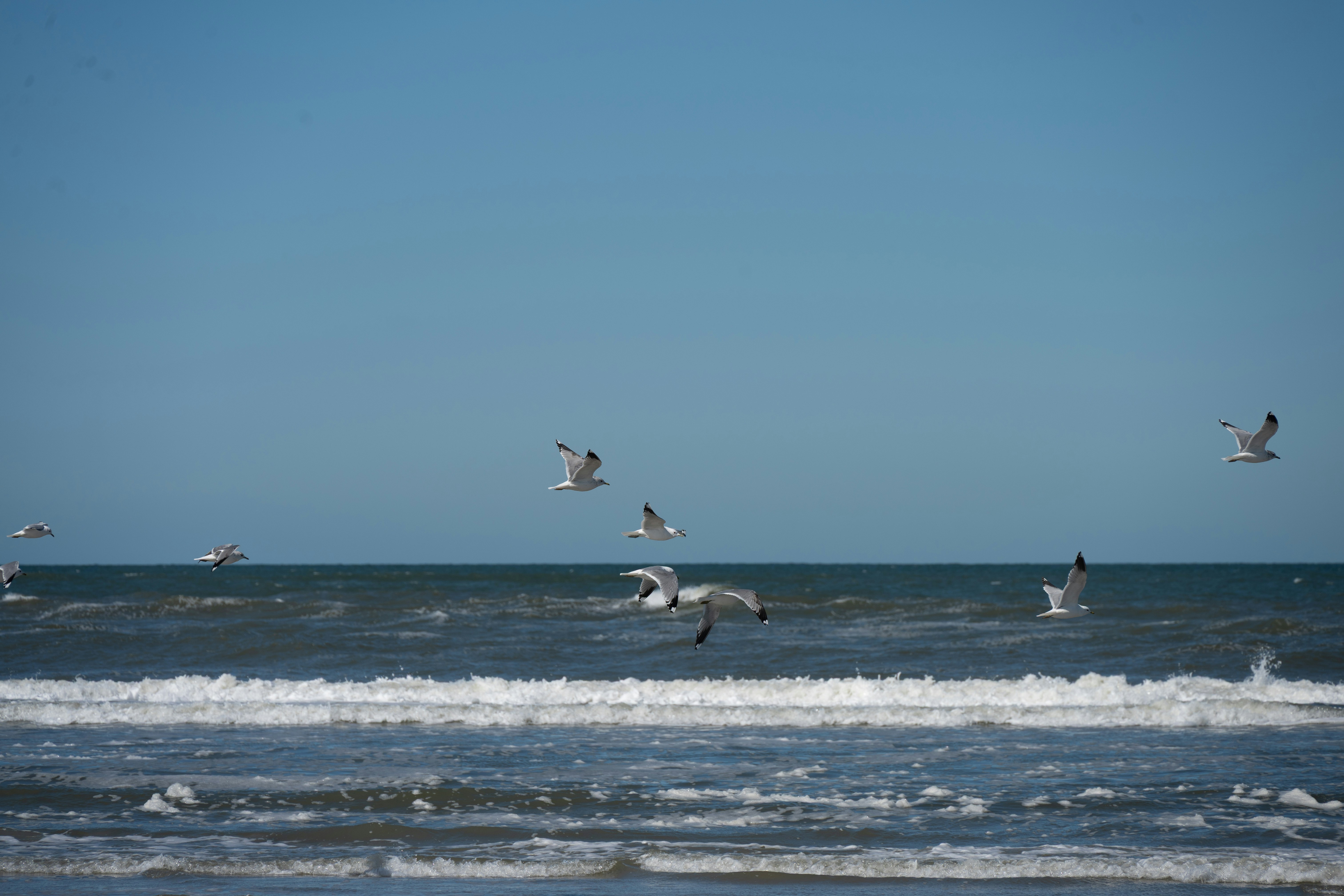 Seagull Chorus Over a Quiet Surf